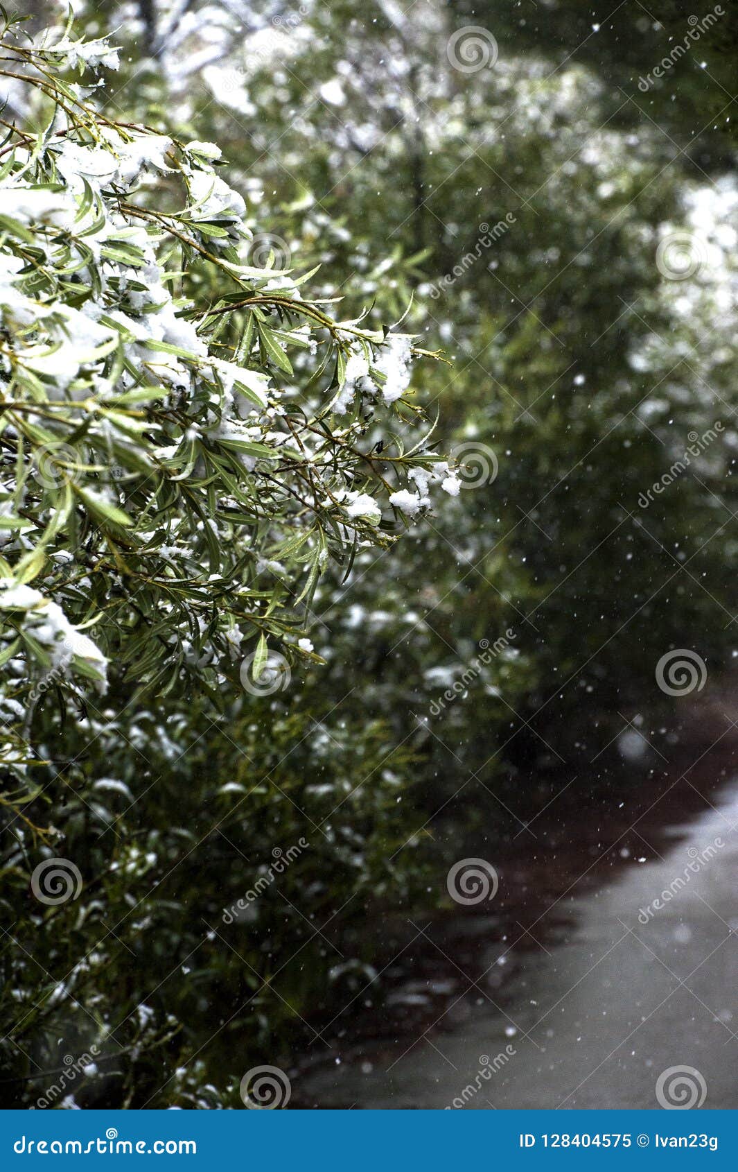 Snow falling on trees stock image. Image of chilly, freeze - 128404575