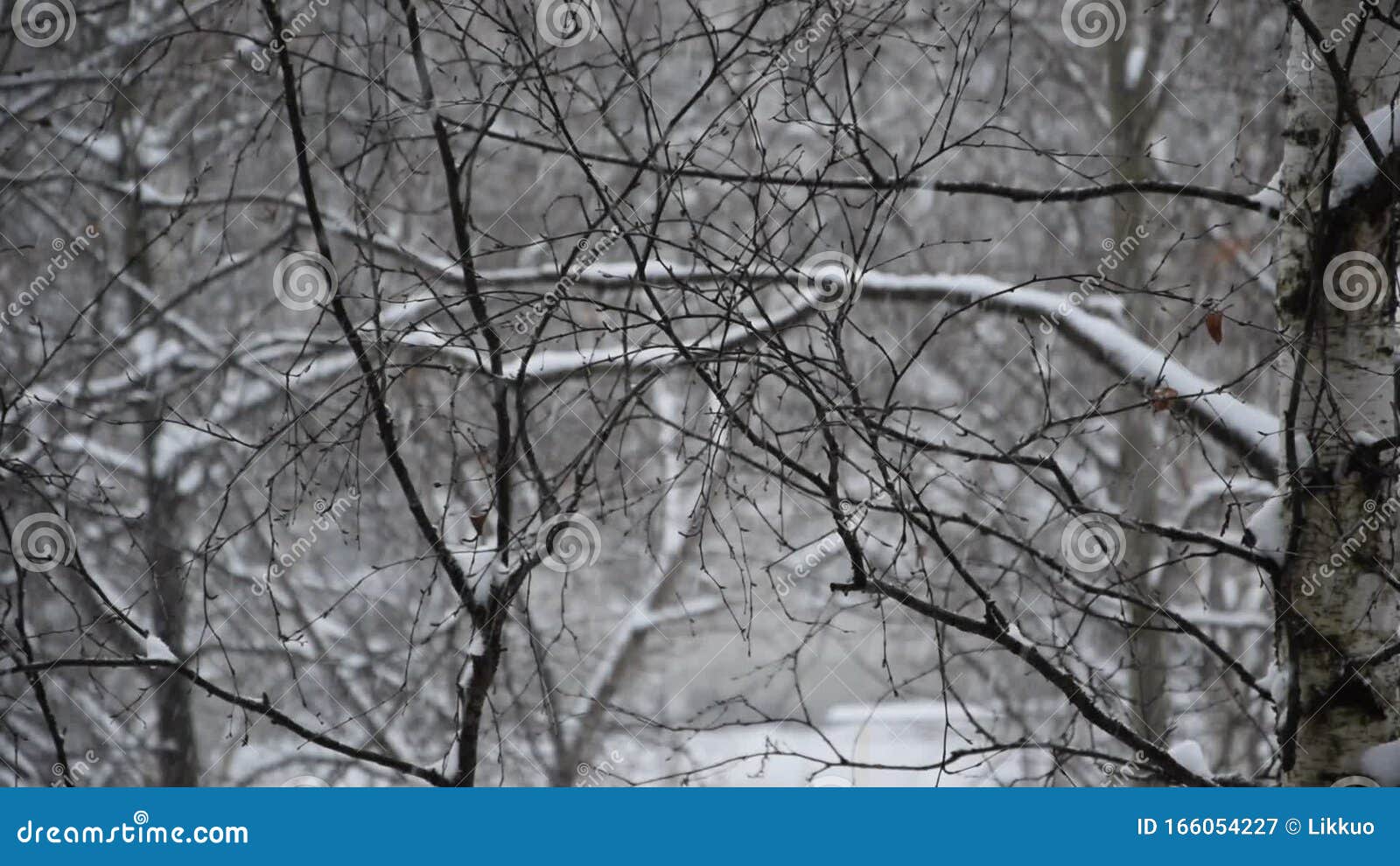 Snow falling on trees stock video. Video of woodland - 166054227