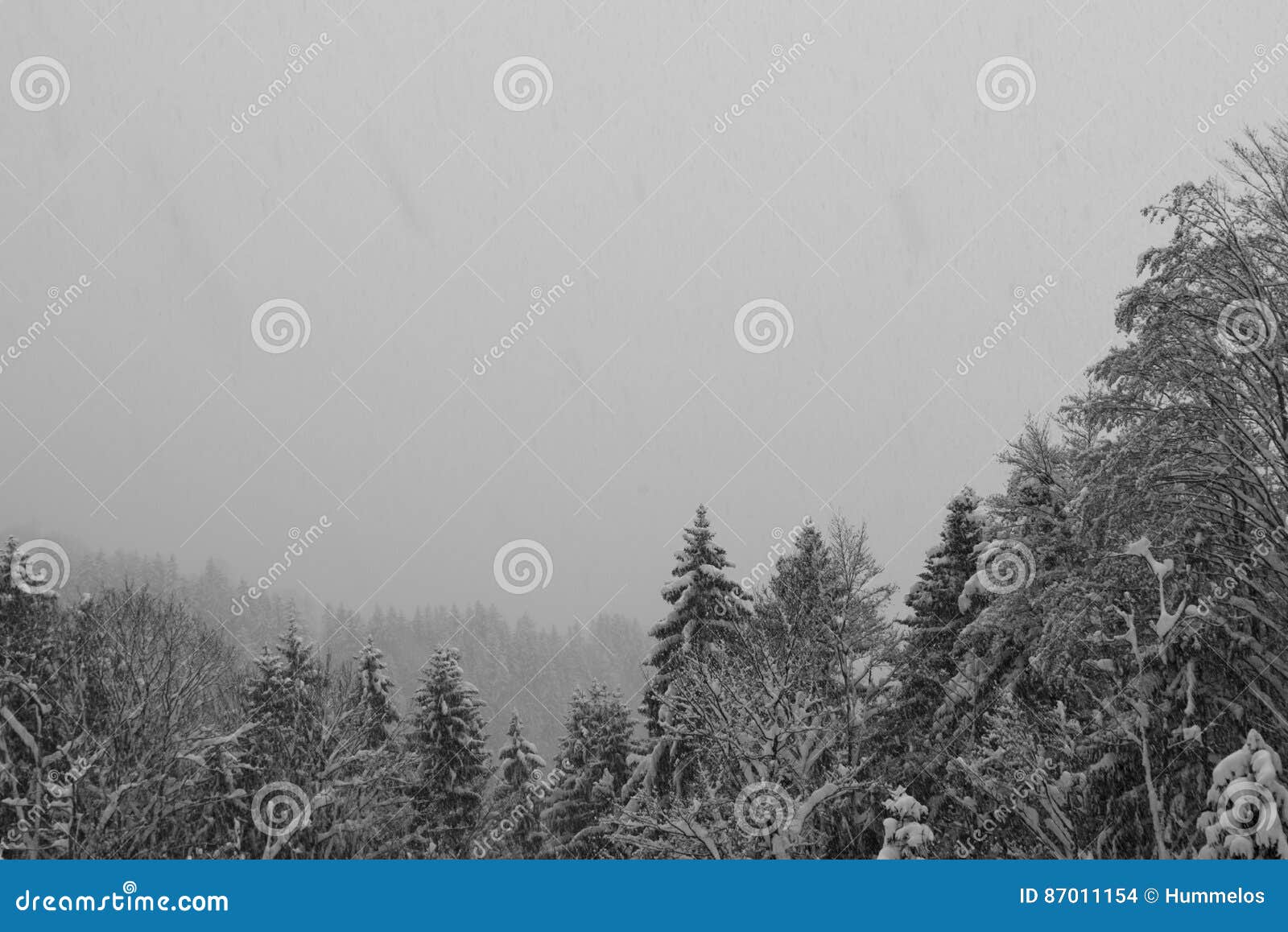 Snow falling on trees stock photo. Image of snowfall - 87011154