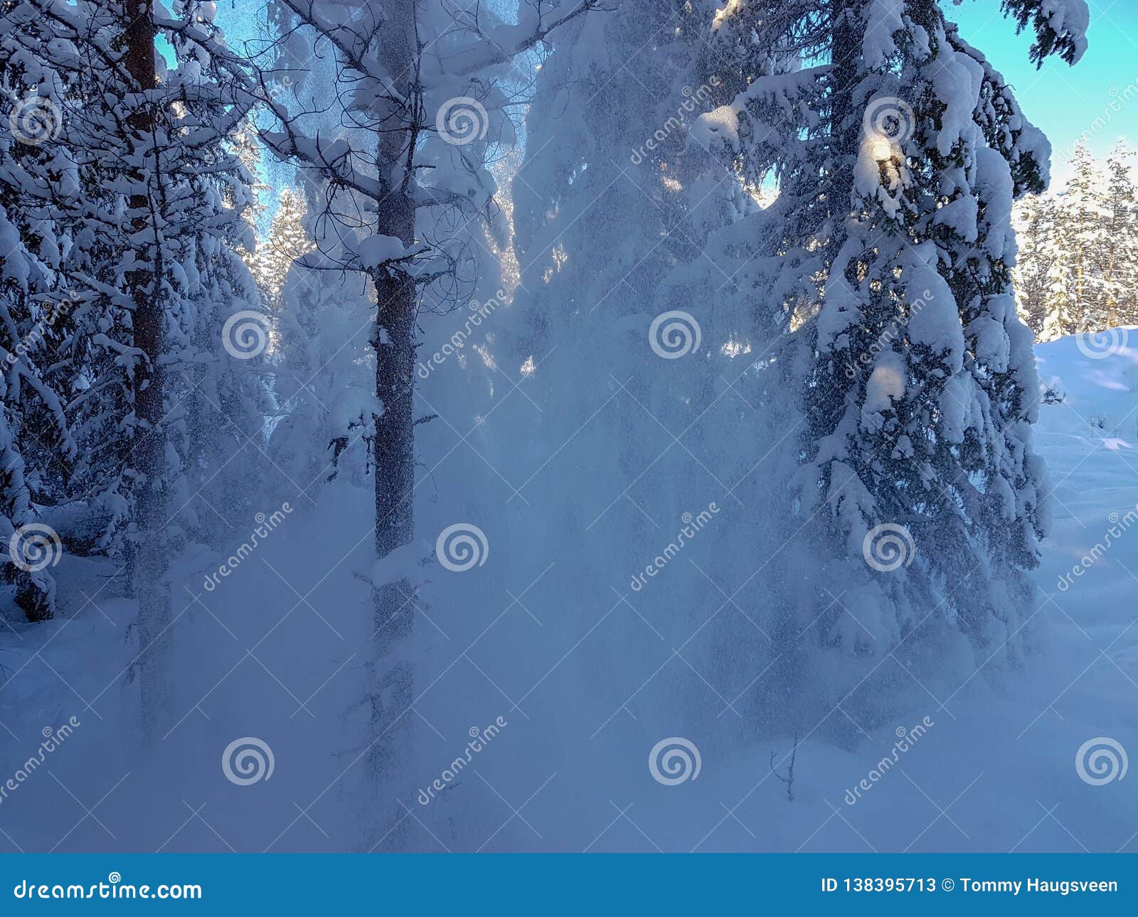 Snow are Falling of the Trees in the Forest Stock Image - Image of ...