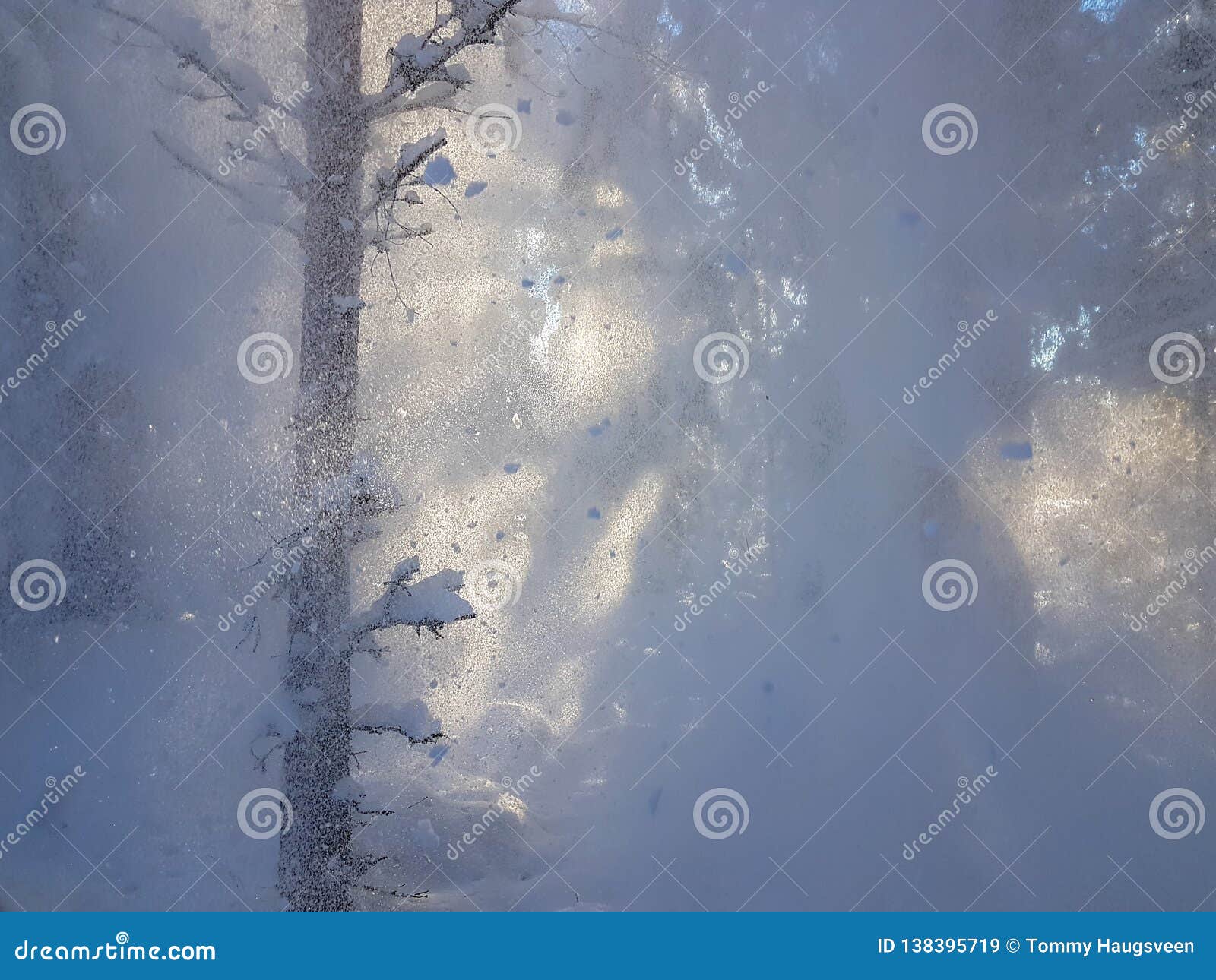 Snow are Falling of the Trees in the Forest Stock Image - Image of ...