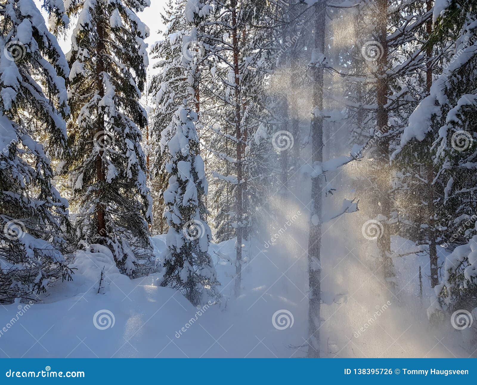 Snow are Falling of the Trees in the Forest Stock Photo - Image of ...