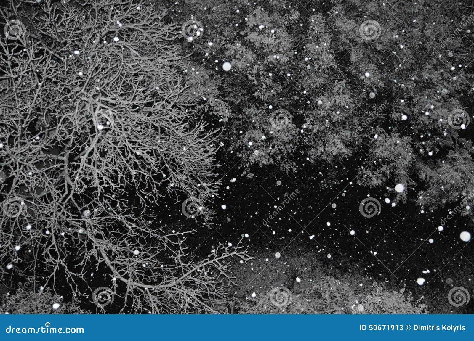 Snow falling trees stock image. Image of serene, snow - 50671913