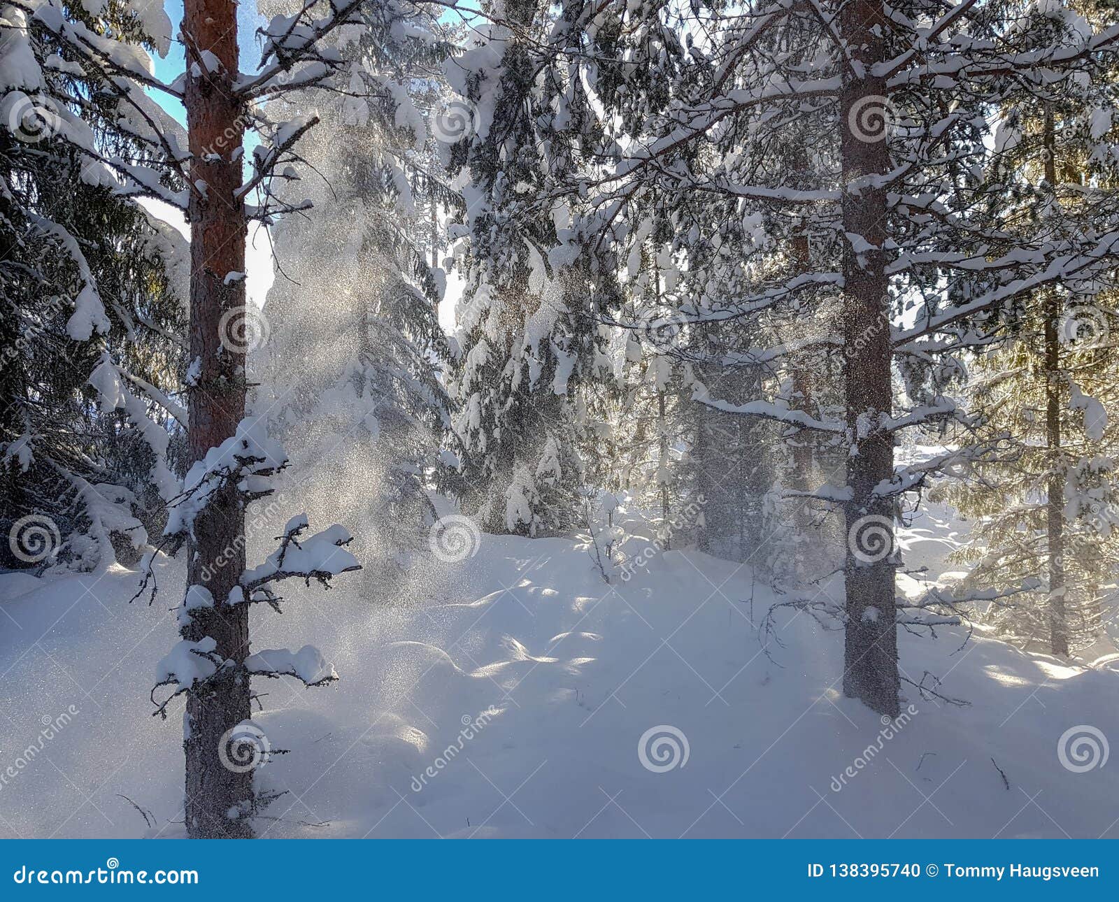 Snow are Falling of the Trees in the Forest Stock Photo - Image of ...