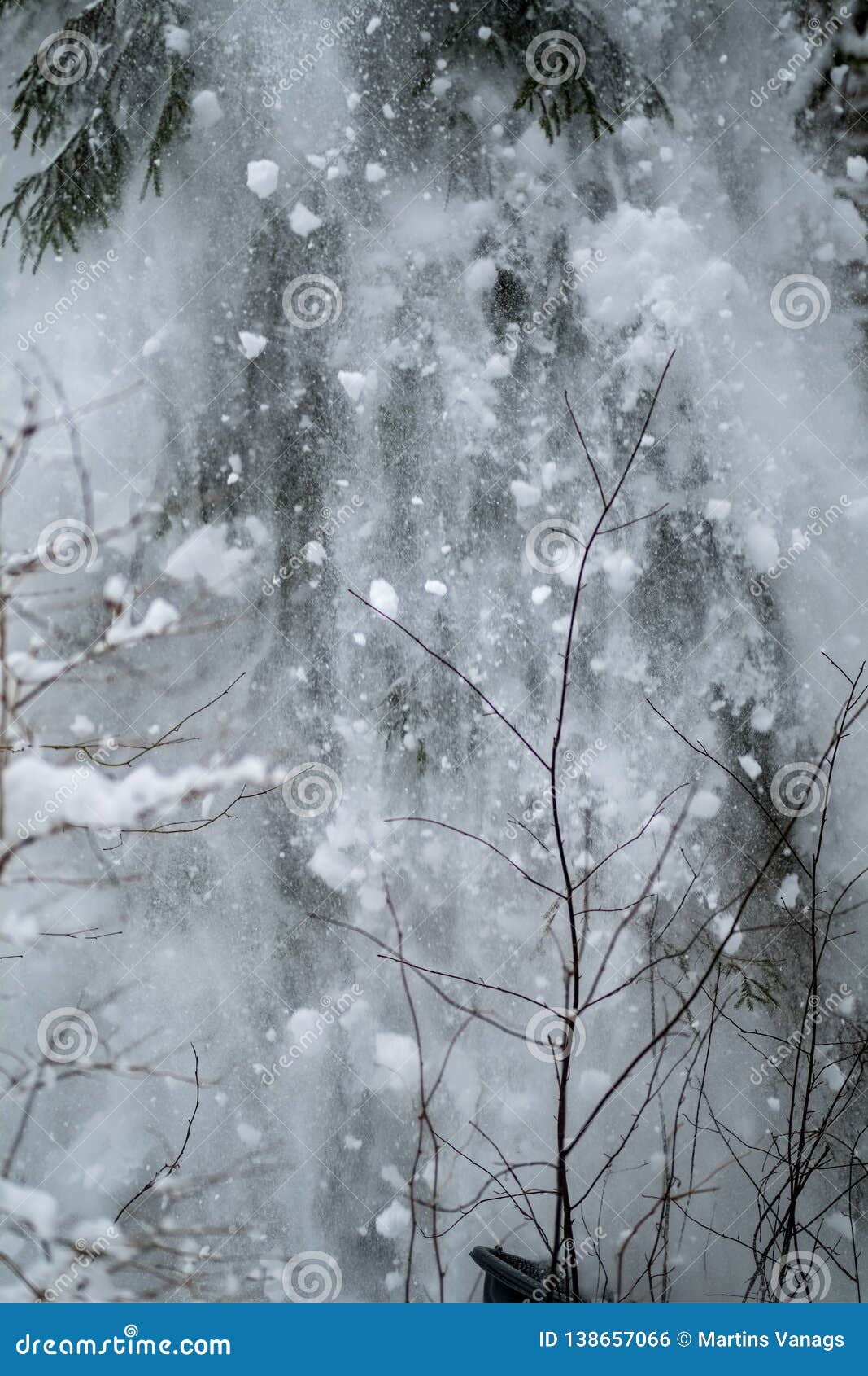 Snow Falling from Trees in Winter Stock Photo - Image of alone, branch ...