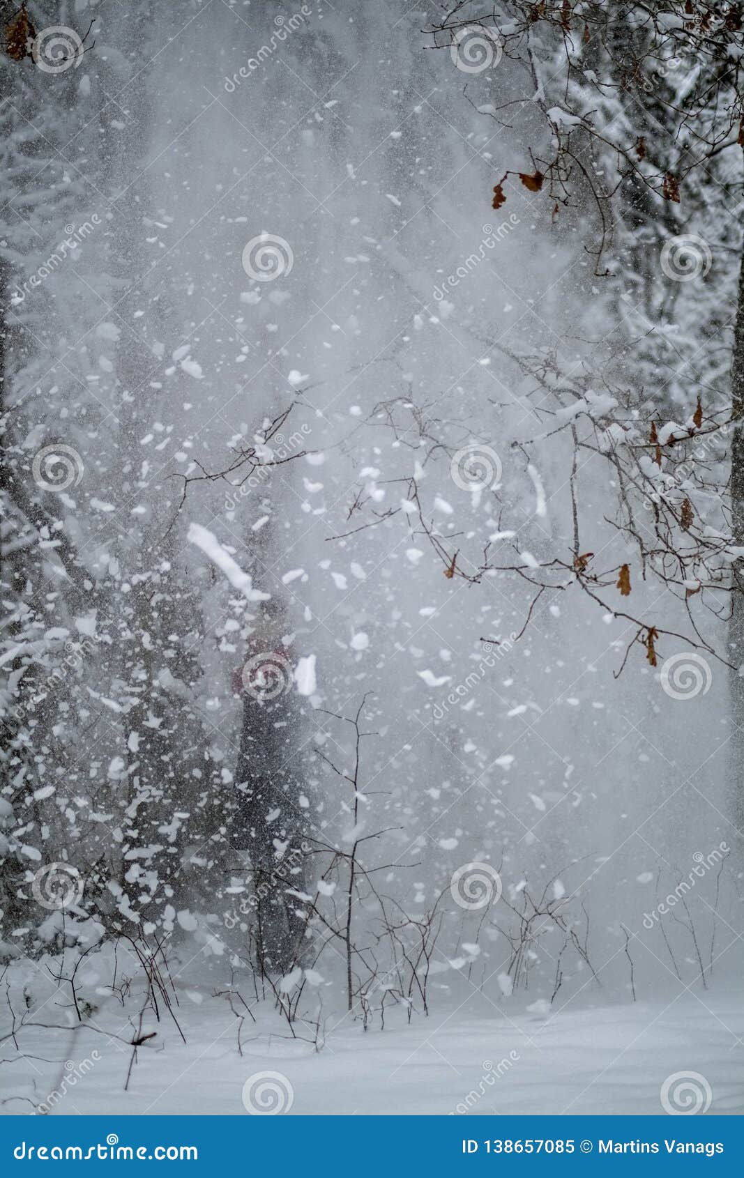Snow Falling from Trees in Winter Stock Image - Image of winter ...