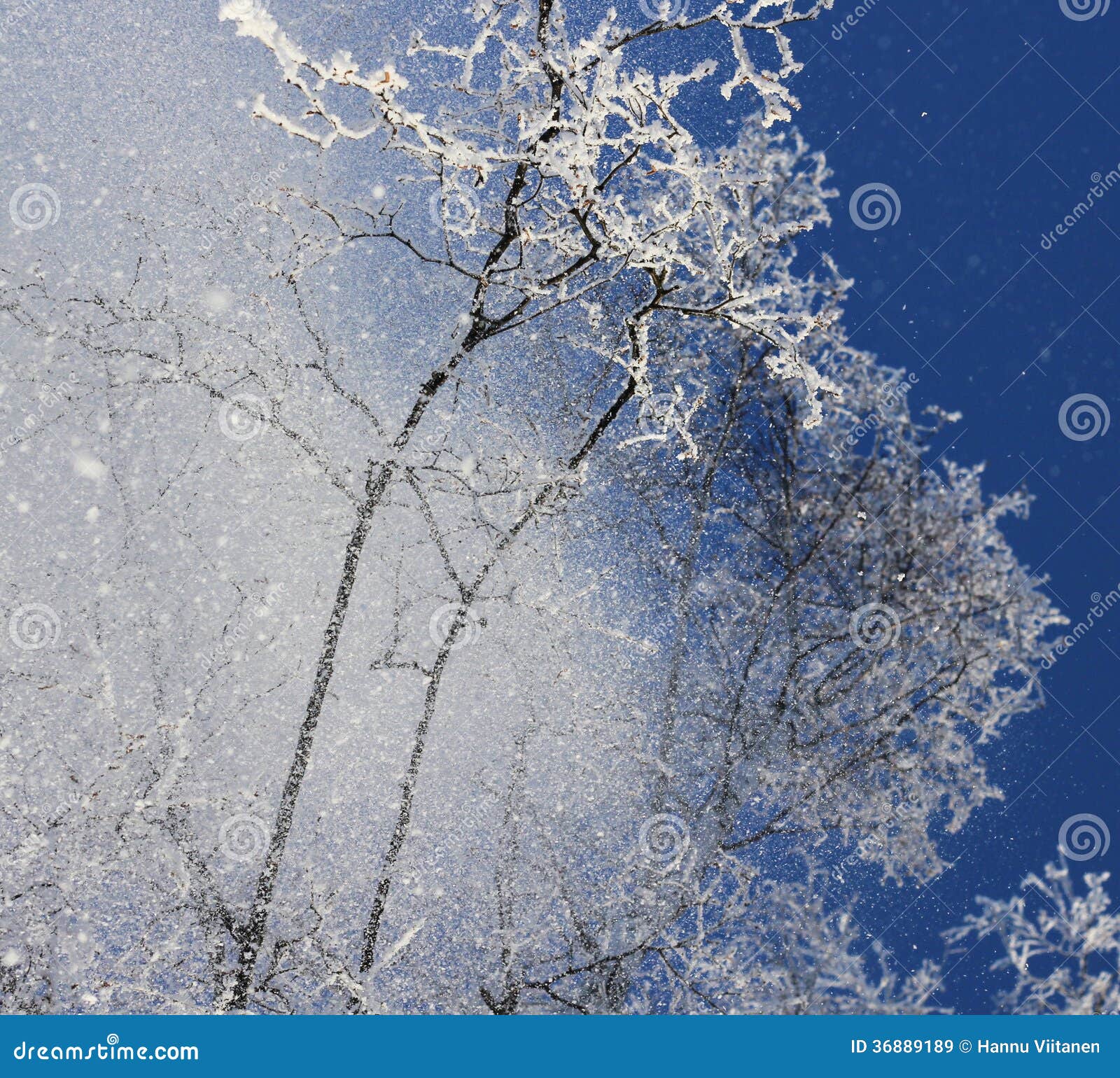 Snow falling from treetops stock image. Image of nature - 36889189