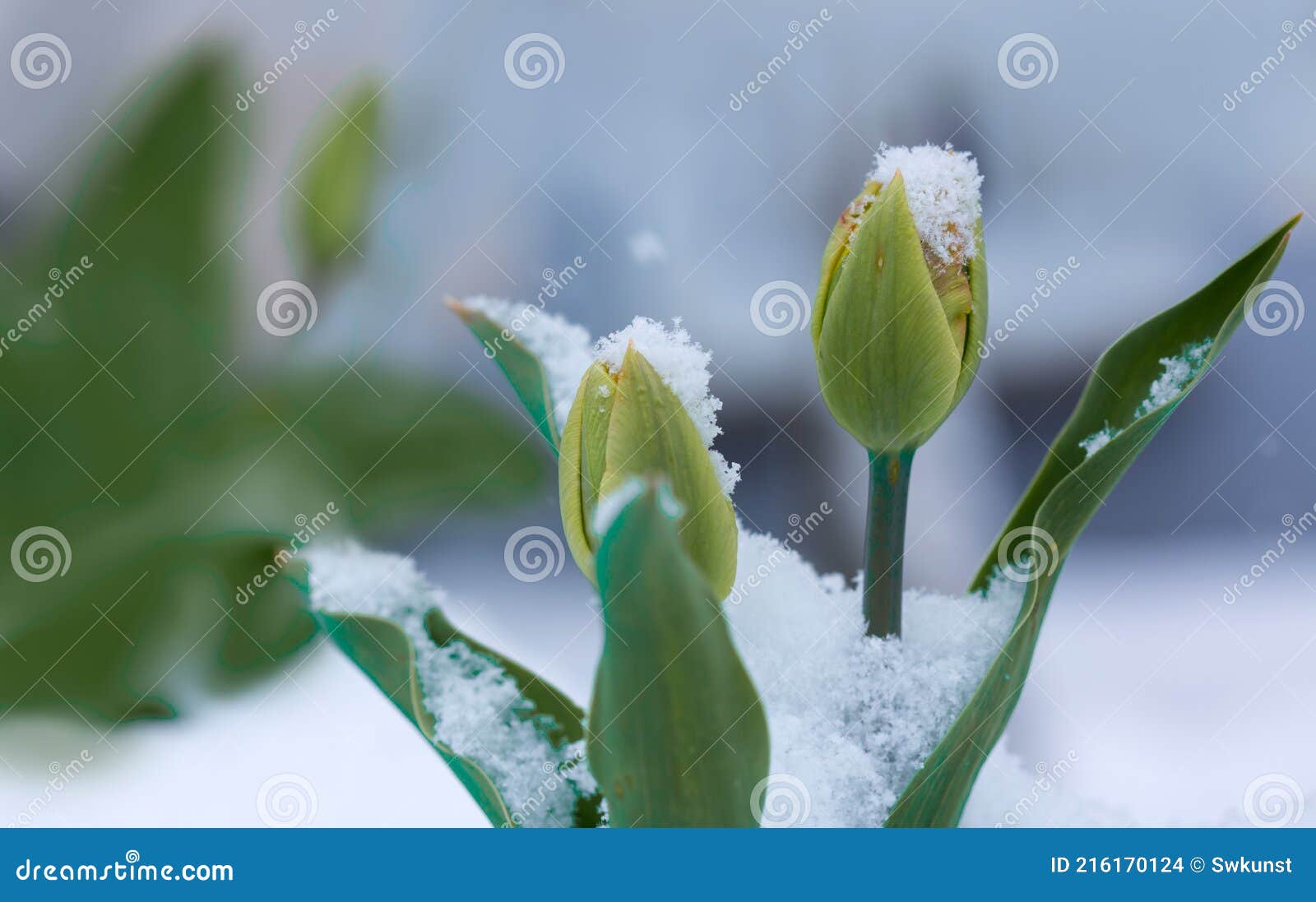 Snow Falling on Tulip Flowers. Spring Background. Stock Photo - Image ...