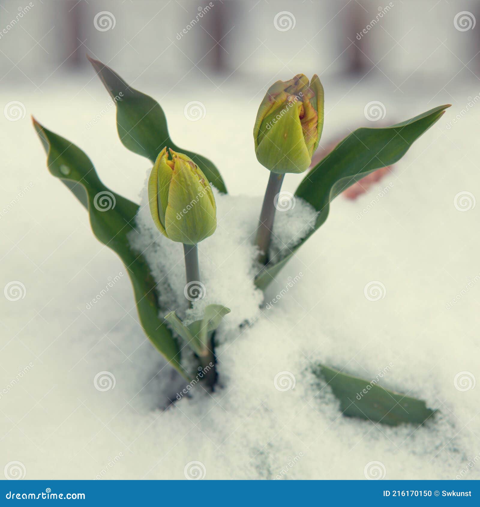Snow Falling on Tulip Flowers. Spring Background. Stock Photo - Image ...