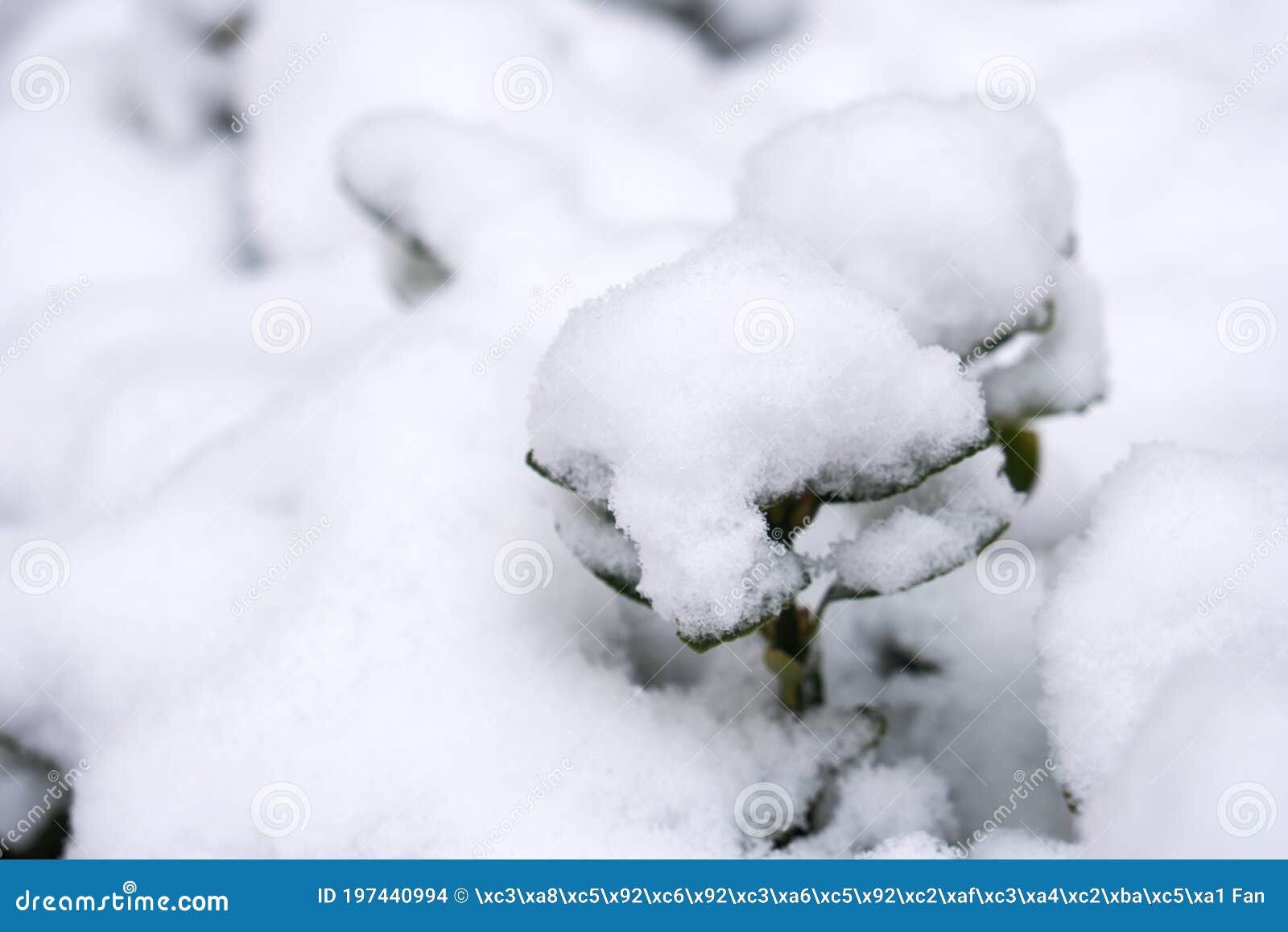 Snow Falling in Winter in Northern China Stock Photo - Image of ...