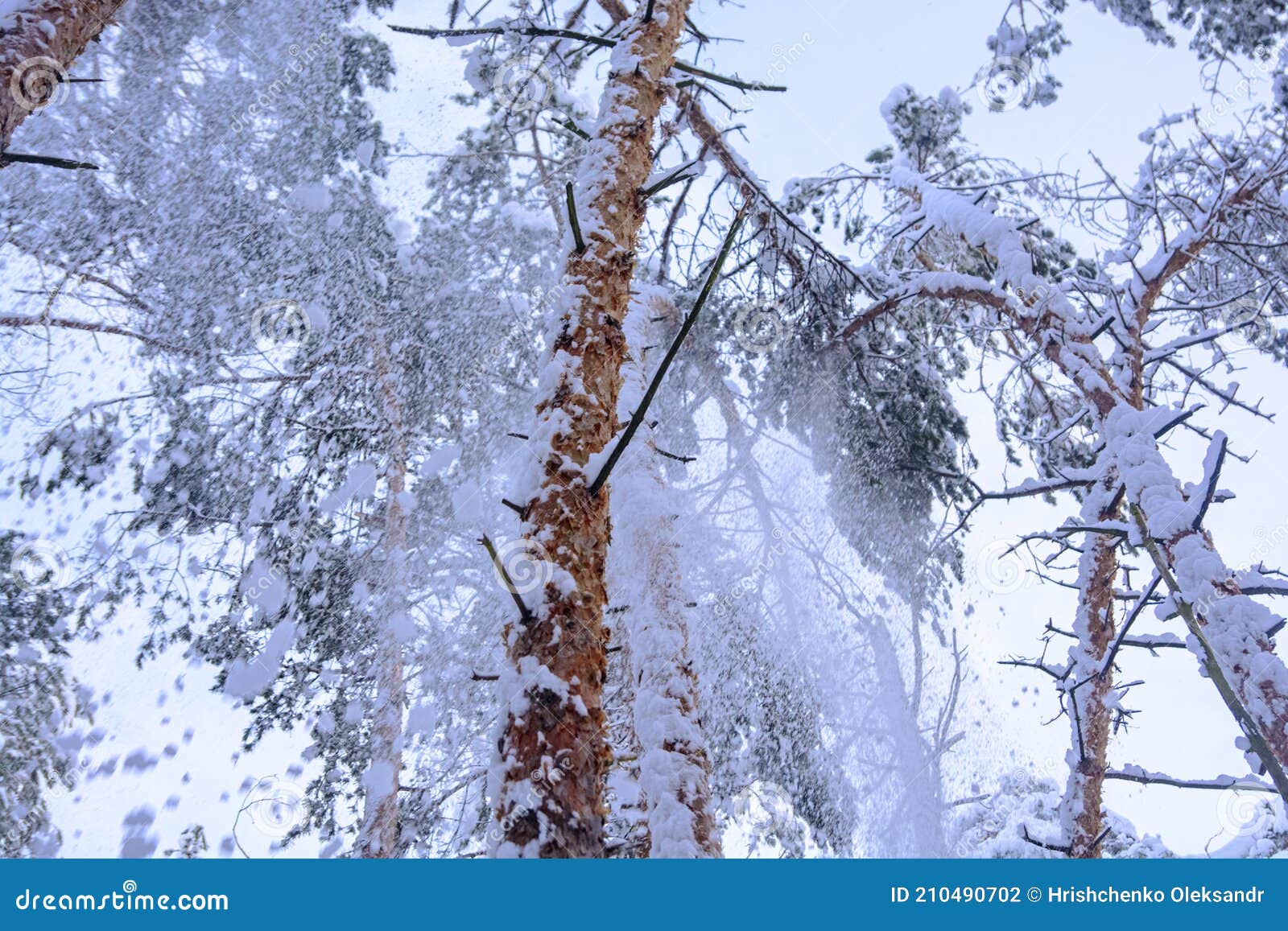 Snow Falls in the Forest from Trees Stock Photo - Image of frosty ...