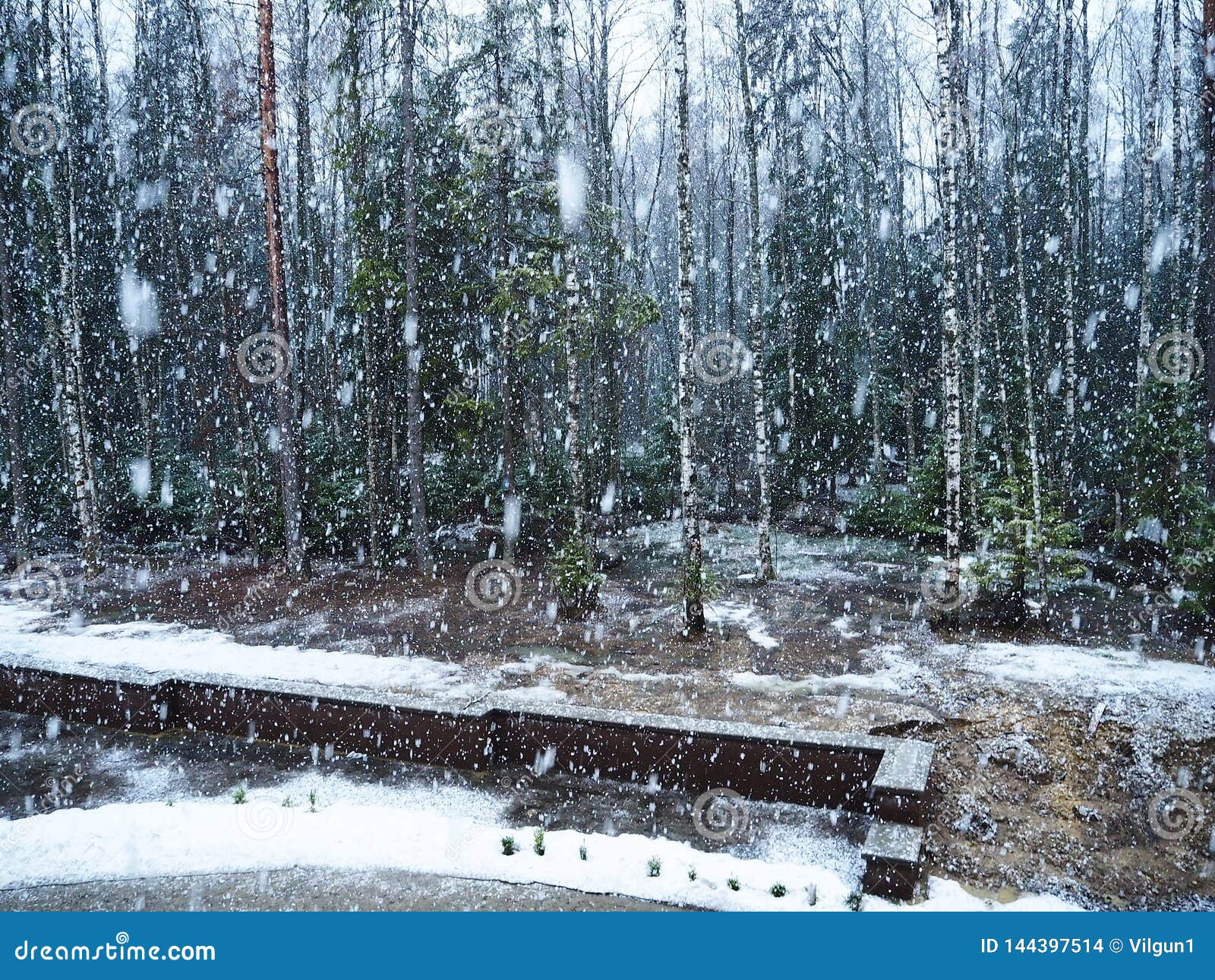 Snow Falls in the Forest with Trees. Intense Snow Instantly Covers the ...