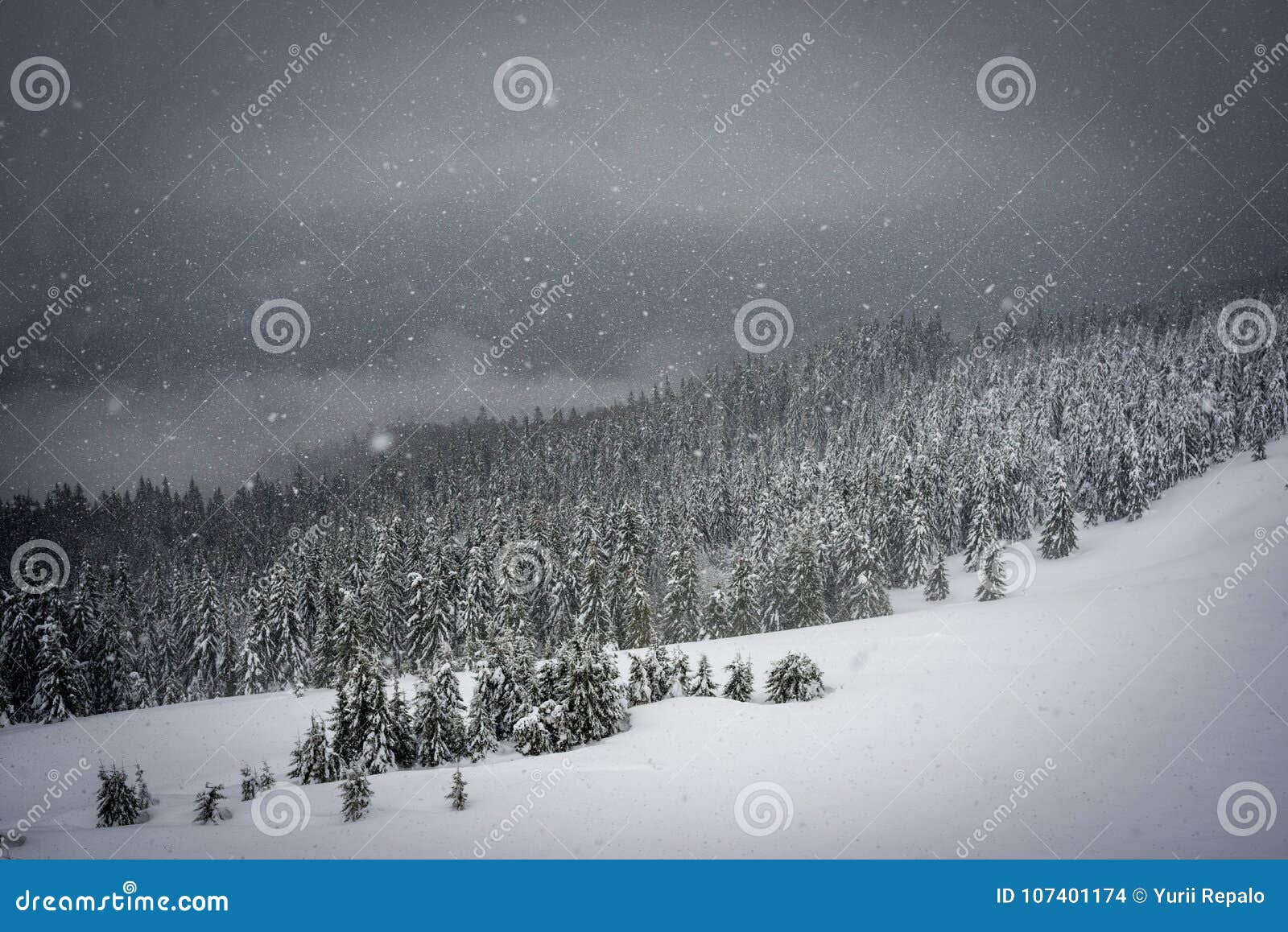 The Snow Falls in the Mountains Stock Photo - Image of outdoor, forest ...