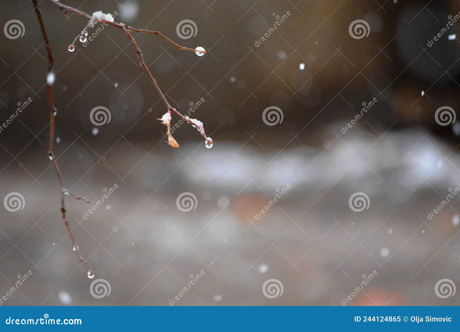 Snow Falls and Snowflakes on the Branches Stock Image - Image of cold ...