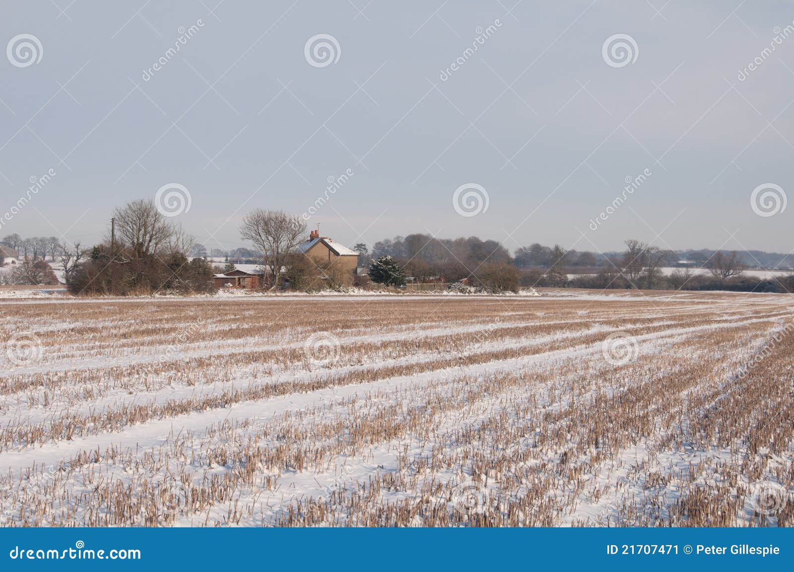 Snow farm stock image. Image of england, field, essex - 21707471