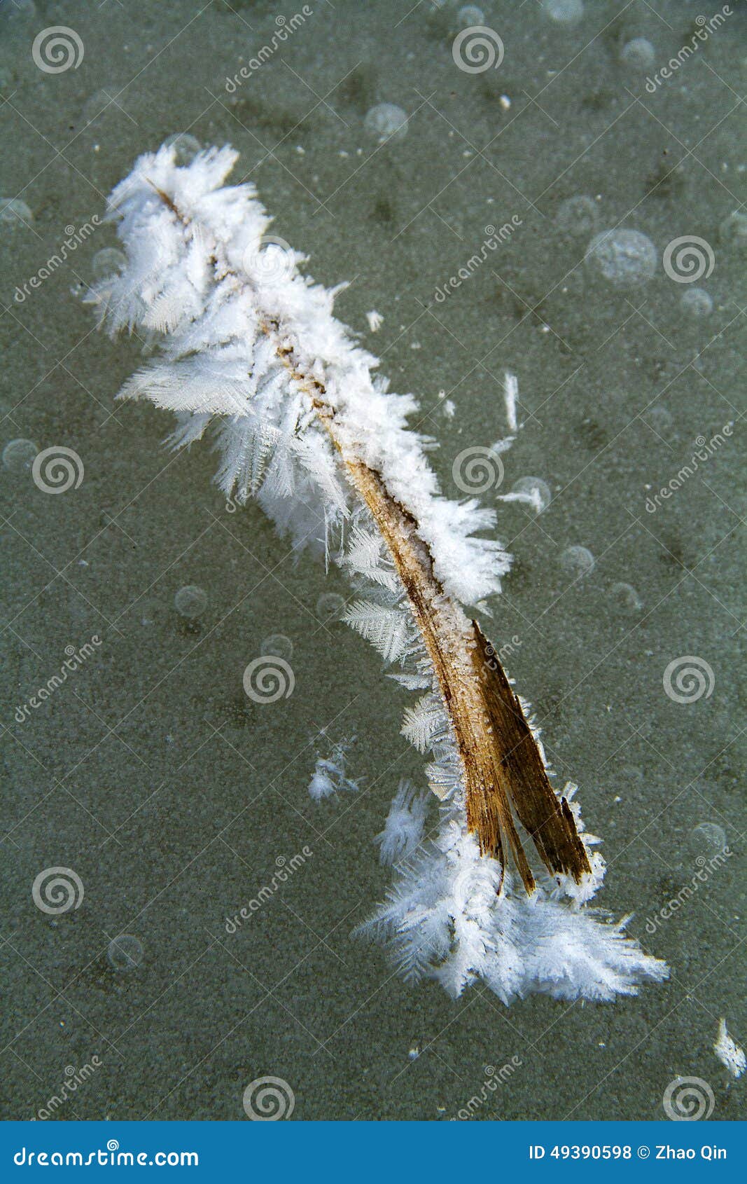 Snow feather stock photo. Image of quebec, flower, travel - 49390598