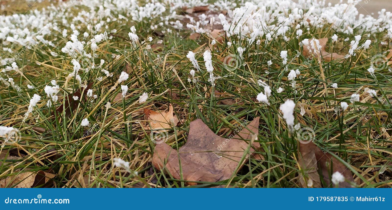 Snow Fell on the Grass and Stuck To the Tips of the Grass Stock Image ...