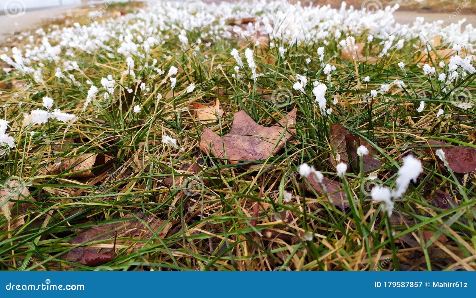 Snow Fell on the Grass and Stuck To the Tips of the Grass Stock Image ...
