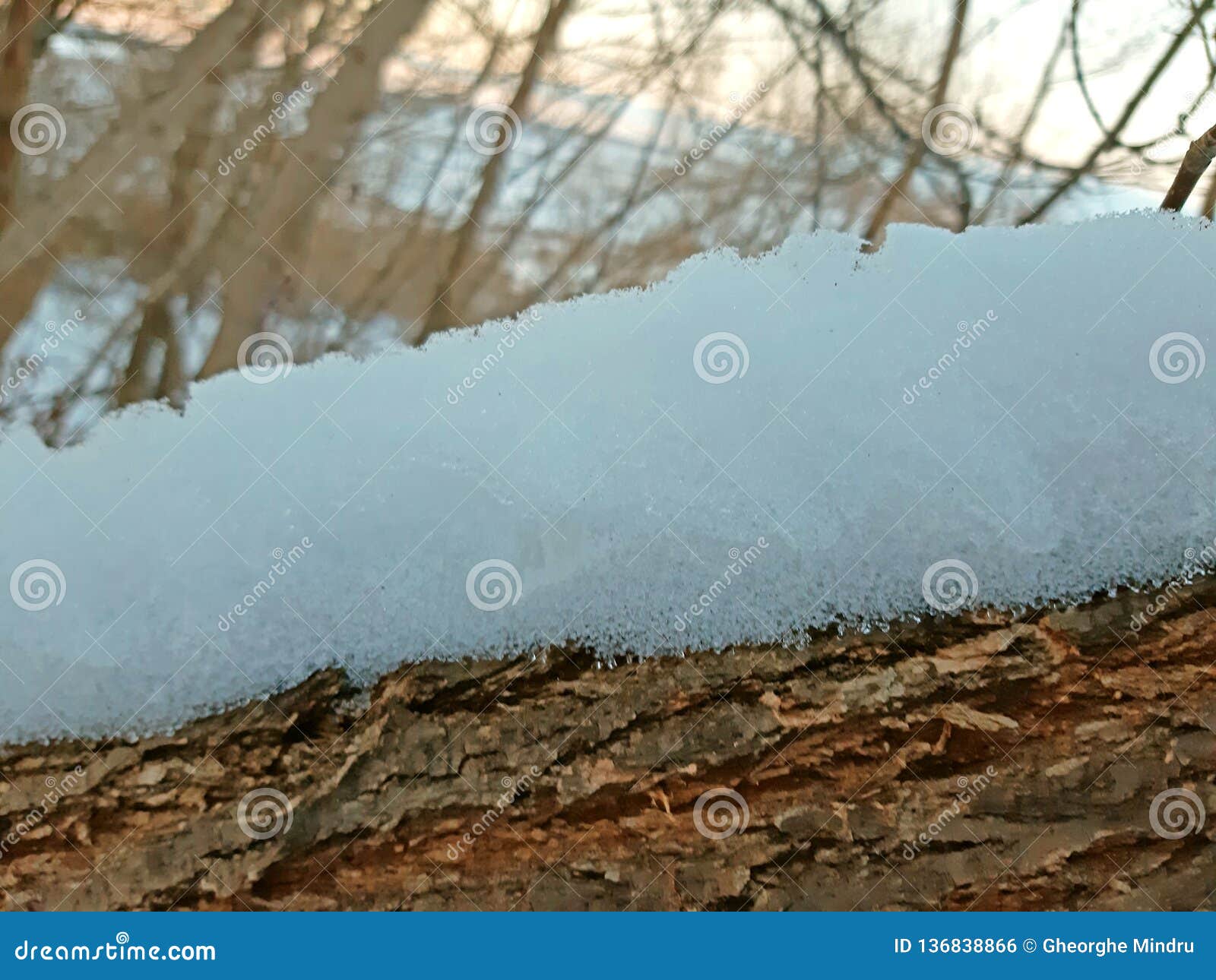 Snow Fell on Tree Branches Close Up Stock Photo - Image of snow ...