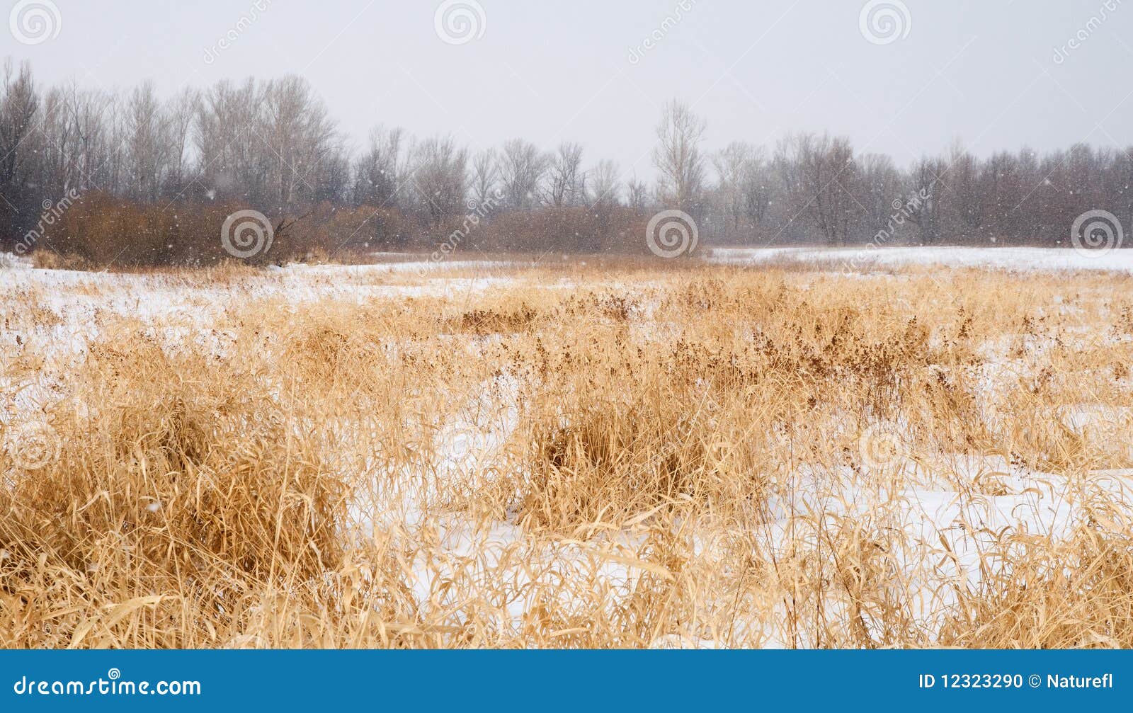 Snow field stock photo. Image of snowfall, winter, snowflake - 12323290