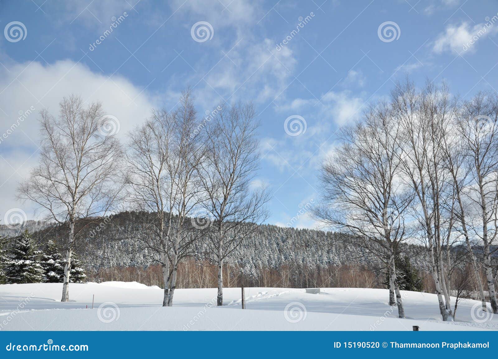Snow field stock photo. Image of field, calm, group, beauty - 15190520