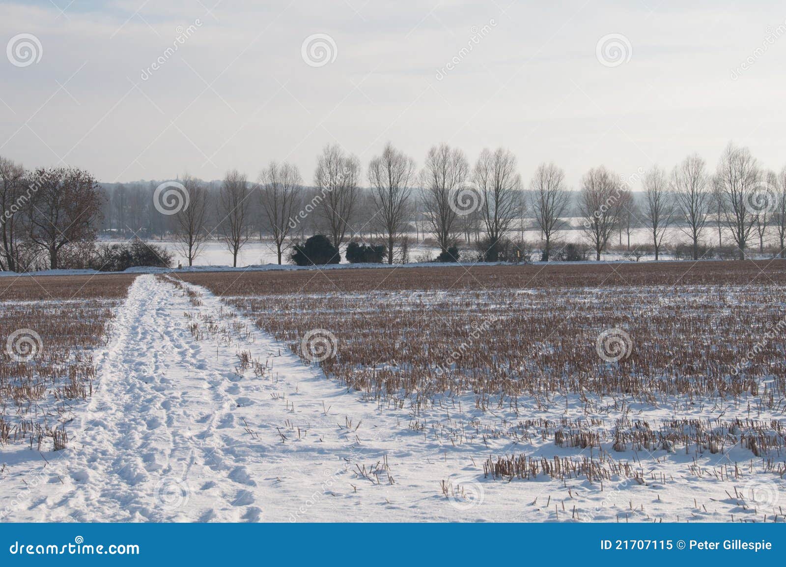 Snow field stock image. Image of snow, field, farmland - 21707115