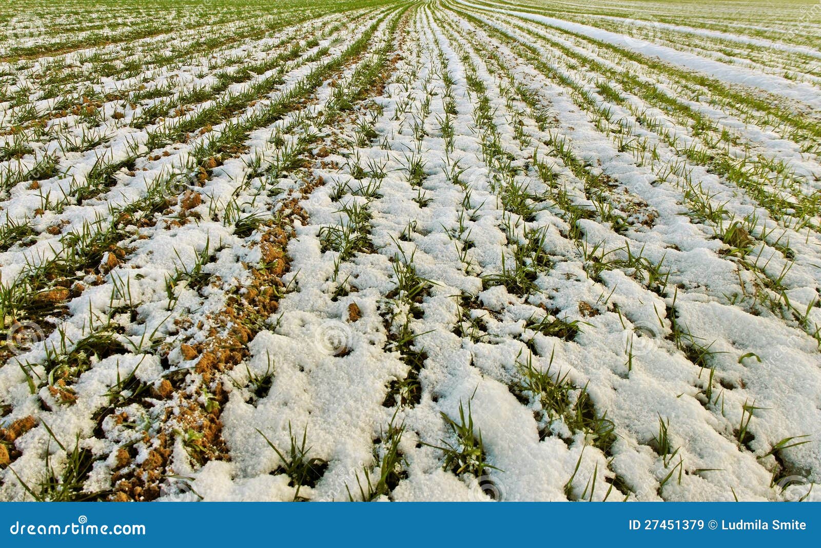 Snow on the field. stock image. Image of grow, fresh - 27451379