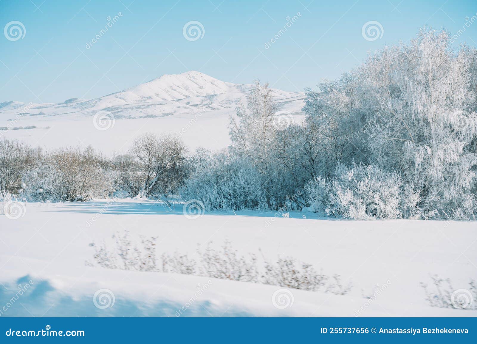 Snow Field in Front of Forest and Mountains Stock Photo - Image of ...