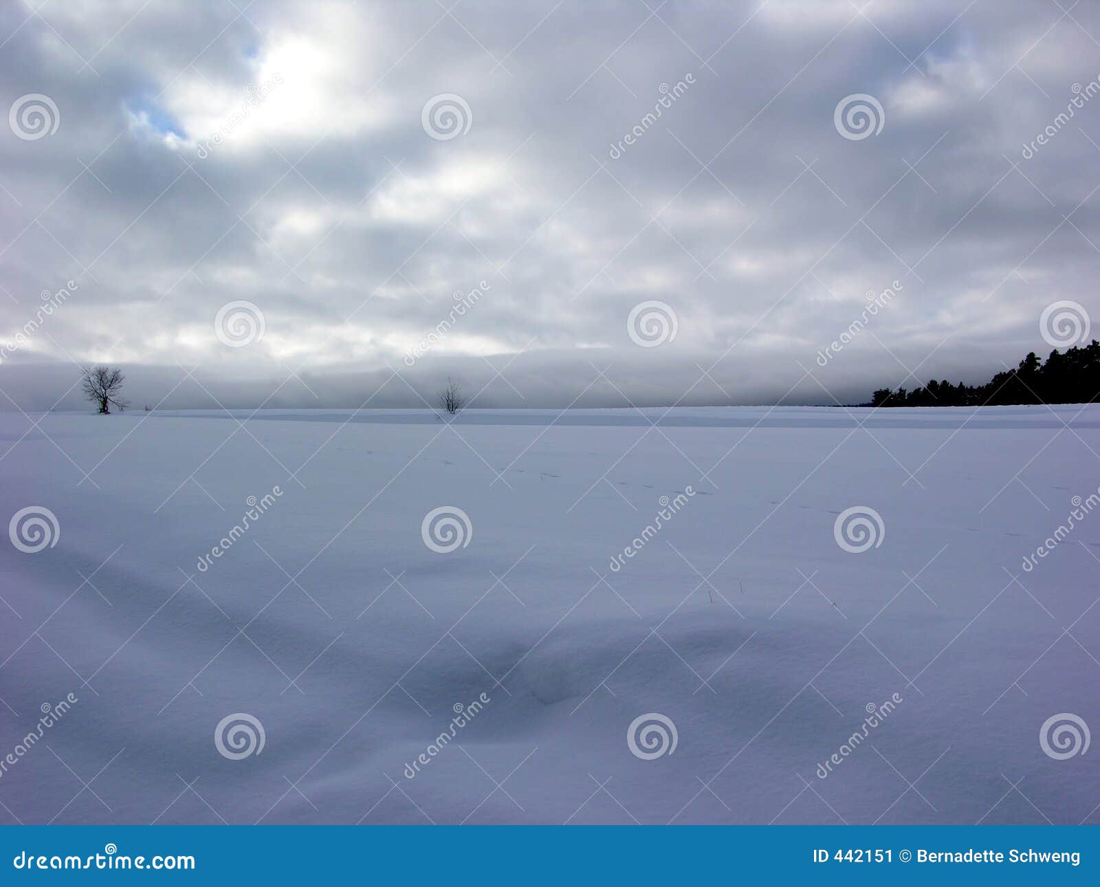 Snow Field meets Heaven stock image. Image of life, snow - 442151