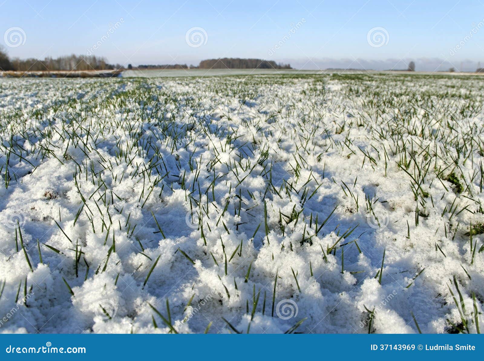Snow on the field. stock image. Image of horizontal, cool - 37143969