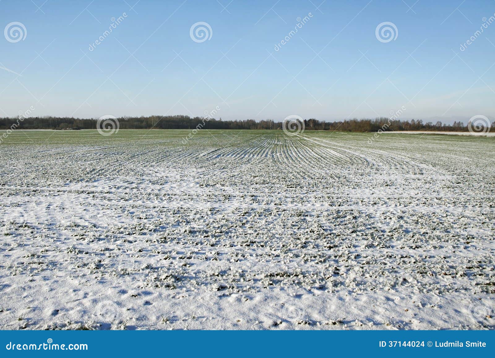 Snow on the field. stock photo. Image of snow, nature - 37144024