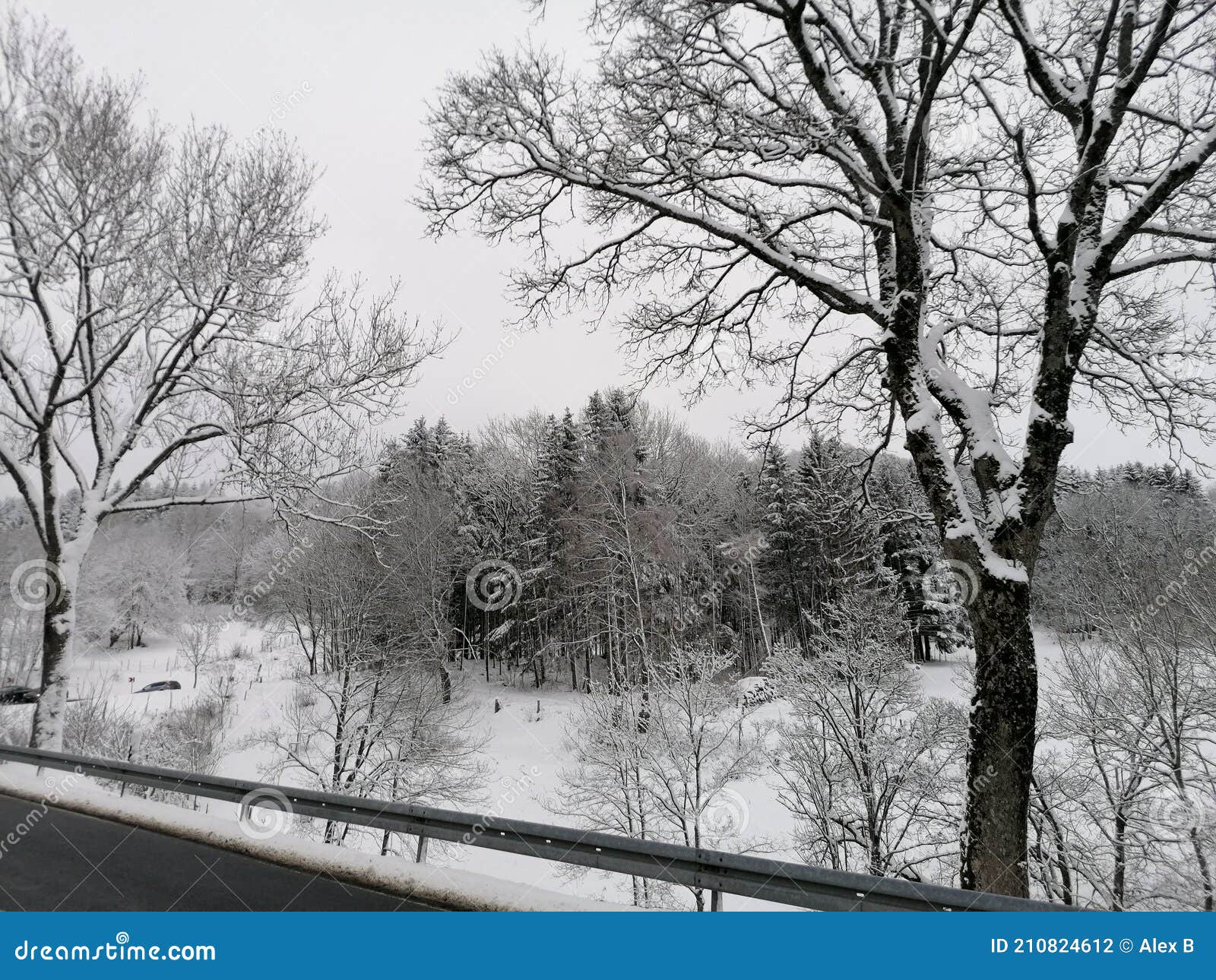 Snow field with trees stock photo. Image of morning - 210824612
