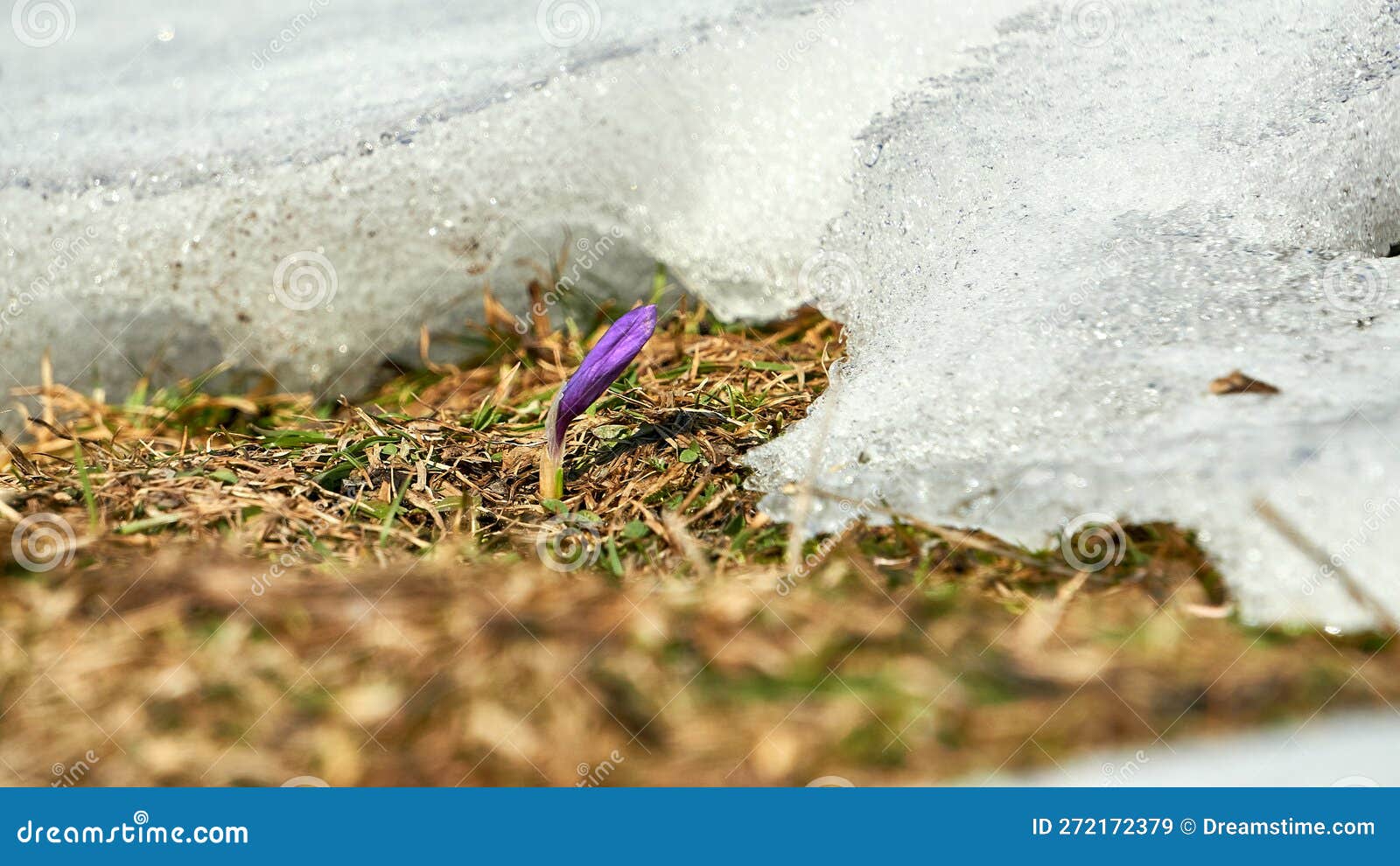 The Melting of the Snow on the Fields in Early Spring Stock Image ...