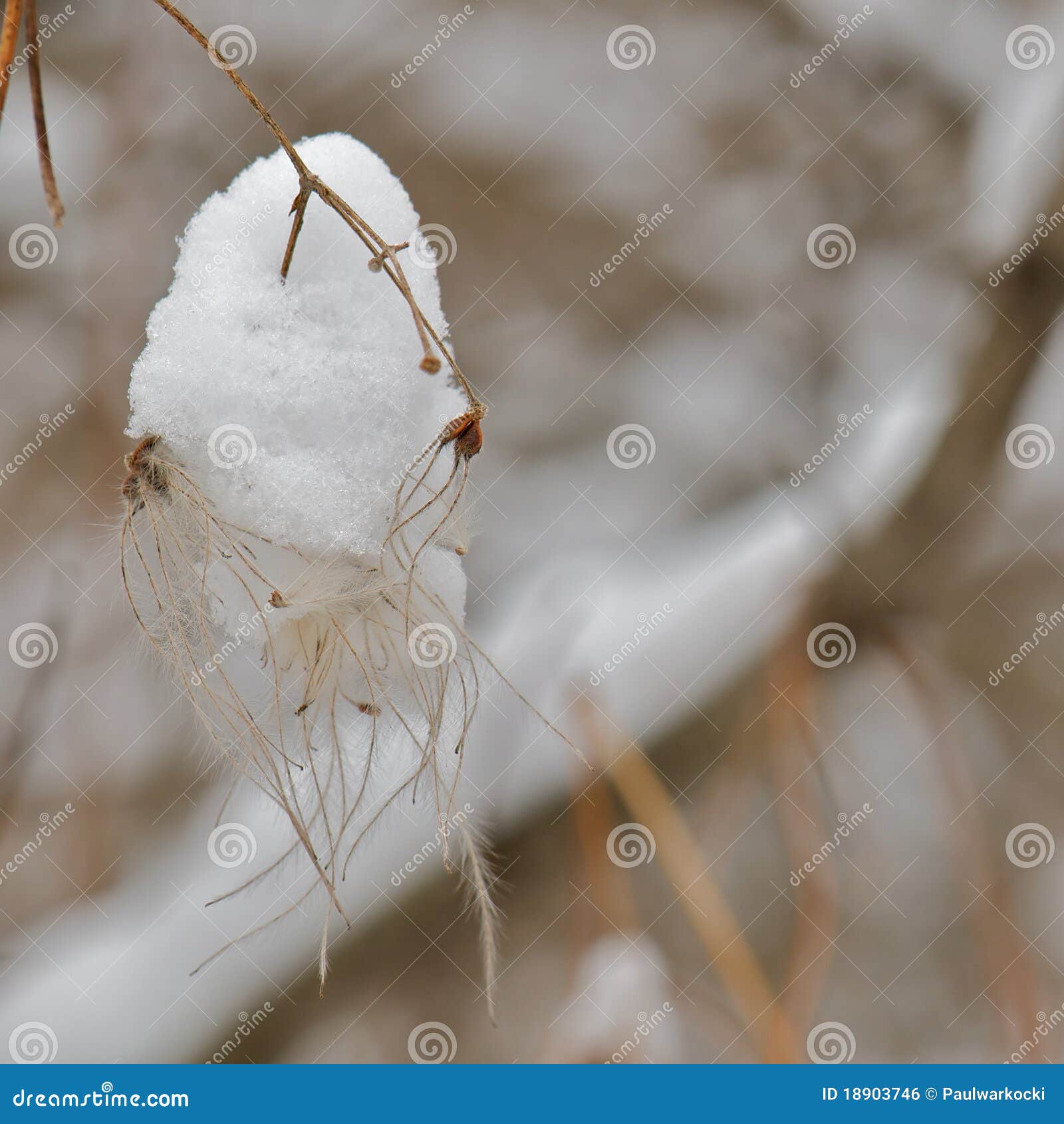 Snow Figure. stock photo. Image of figure, snow, seeds - 18903746