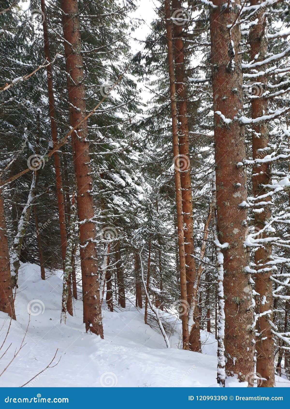 Looking through a Red Pine Forest. Stock Photo - Image of tree, color ...