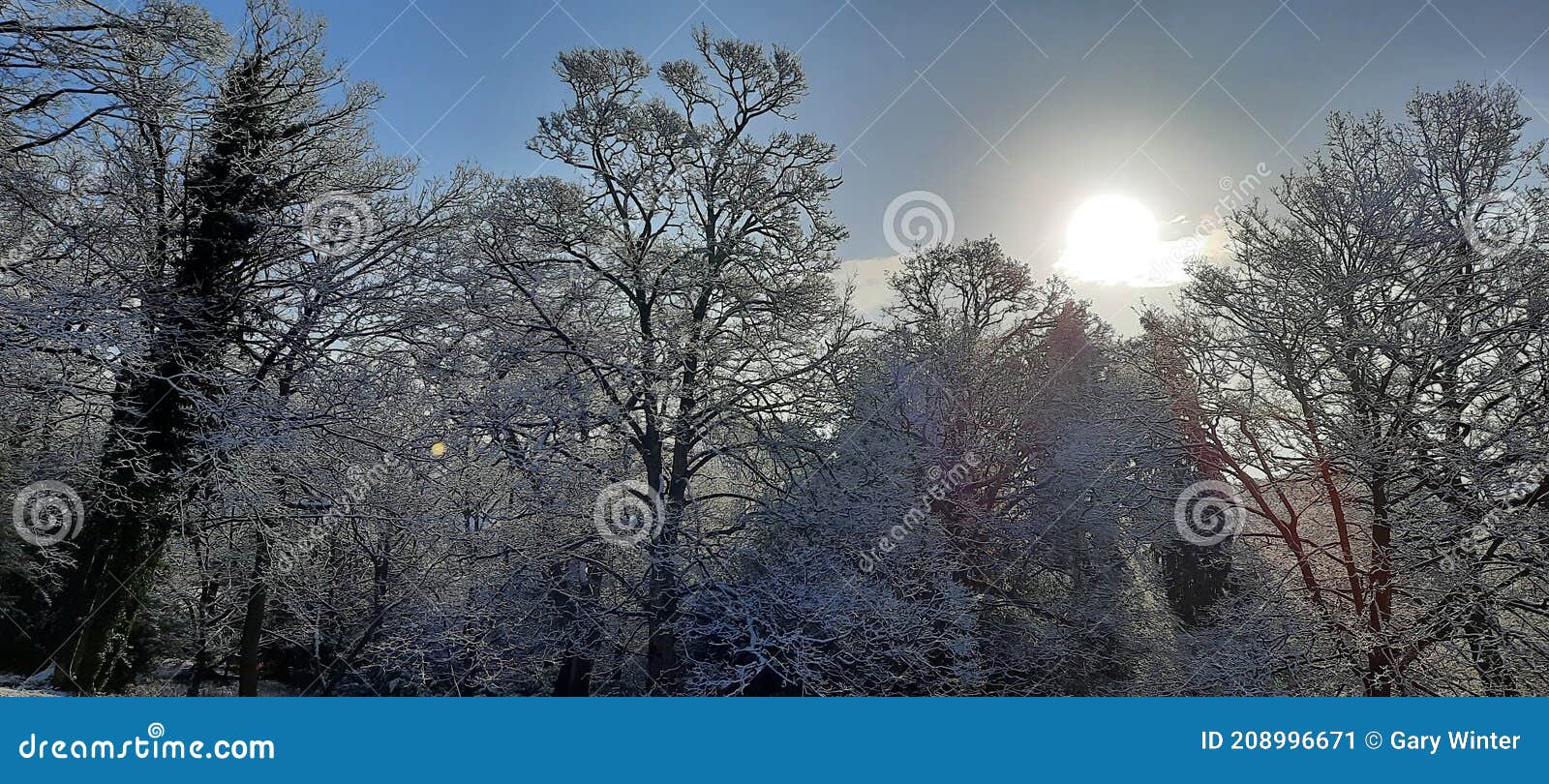 Snow Filled Trees in the Sun Stock Image - Image of sunlight, plant ...