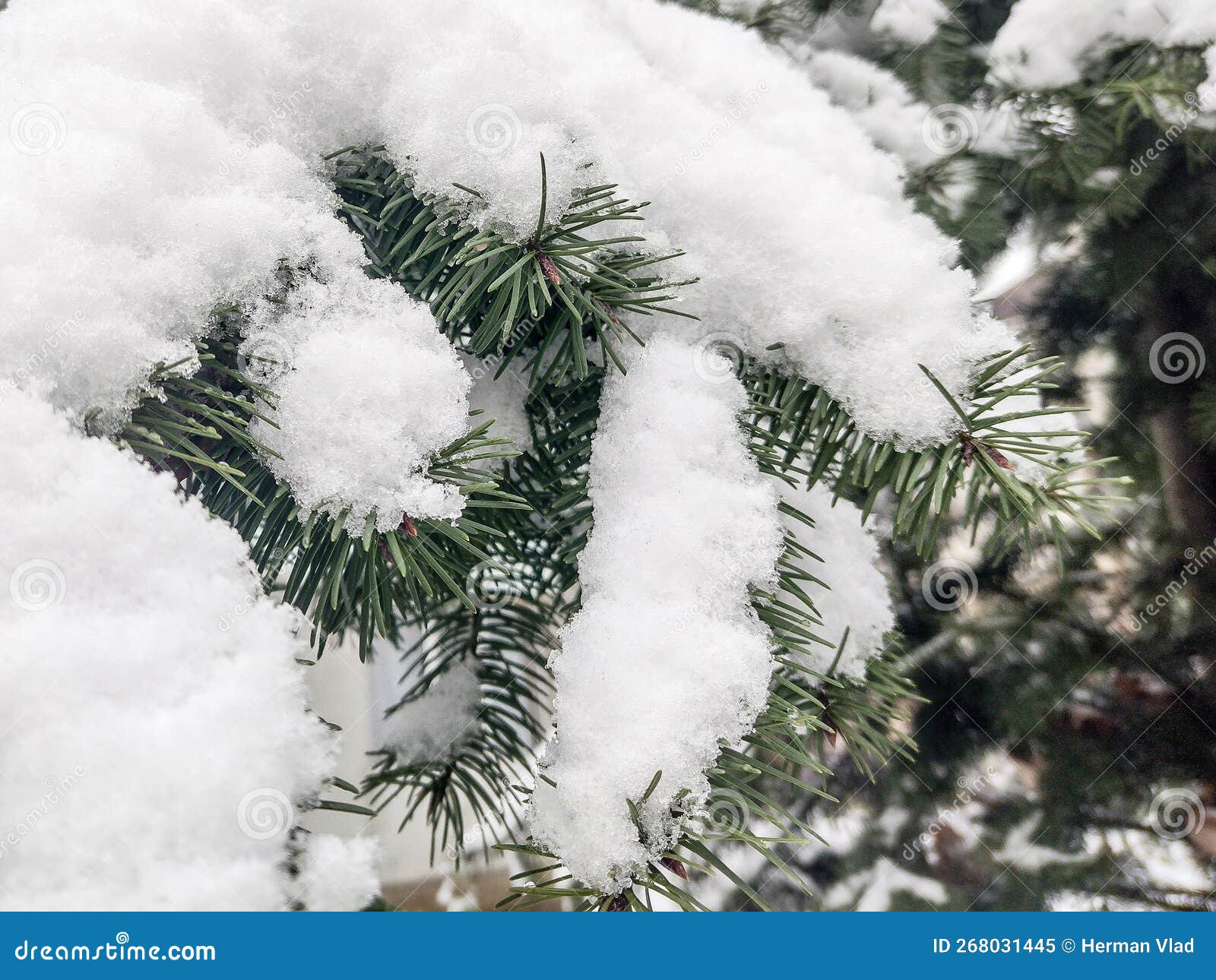 Snow on a Fir Tree in the Winter. in Romania Stock Image - Image of ...