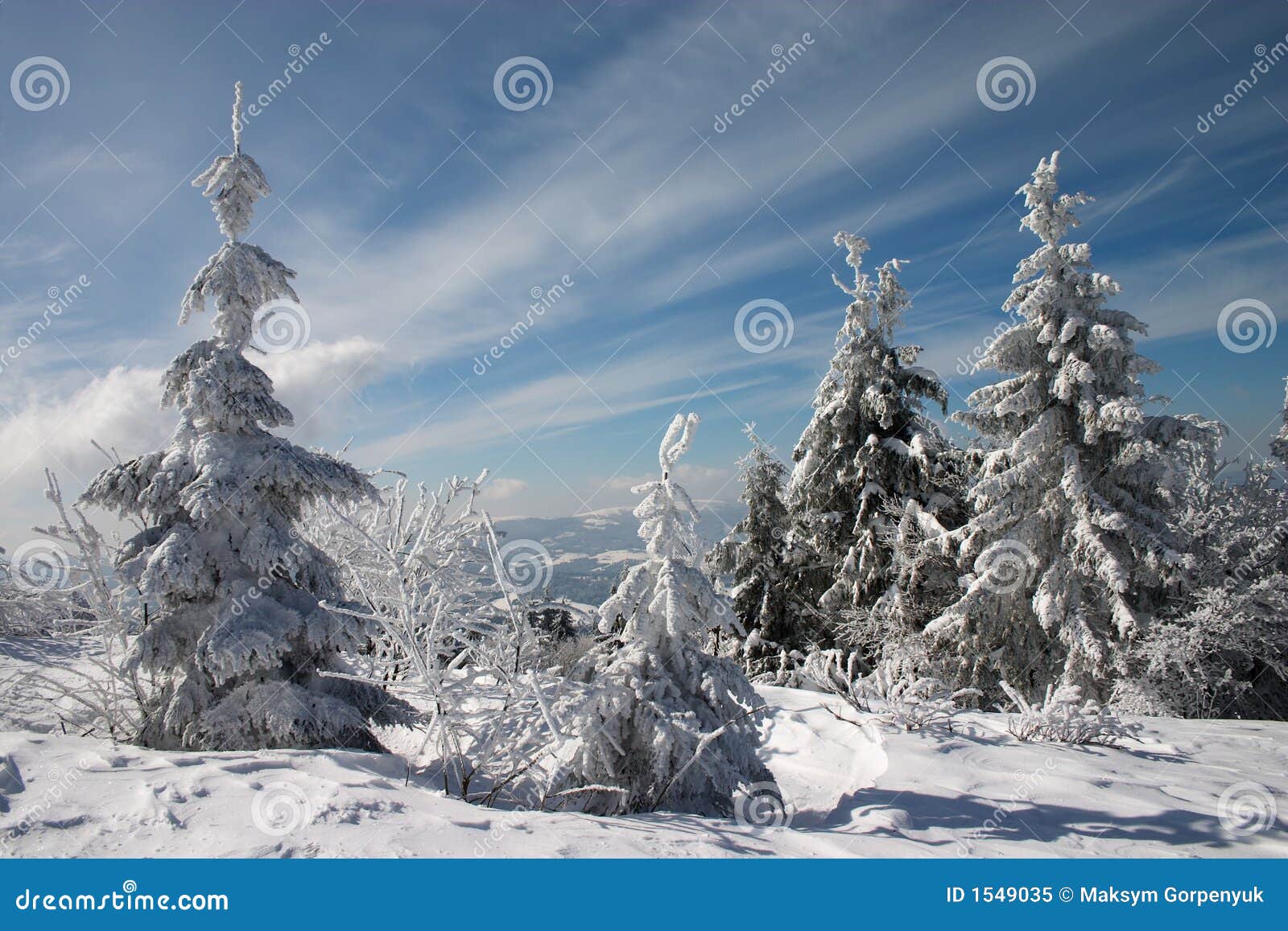 Snow fir trees stock image. Image of seasons, landscape - 1549035
