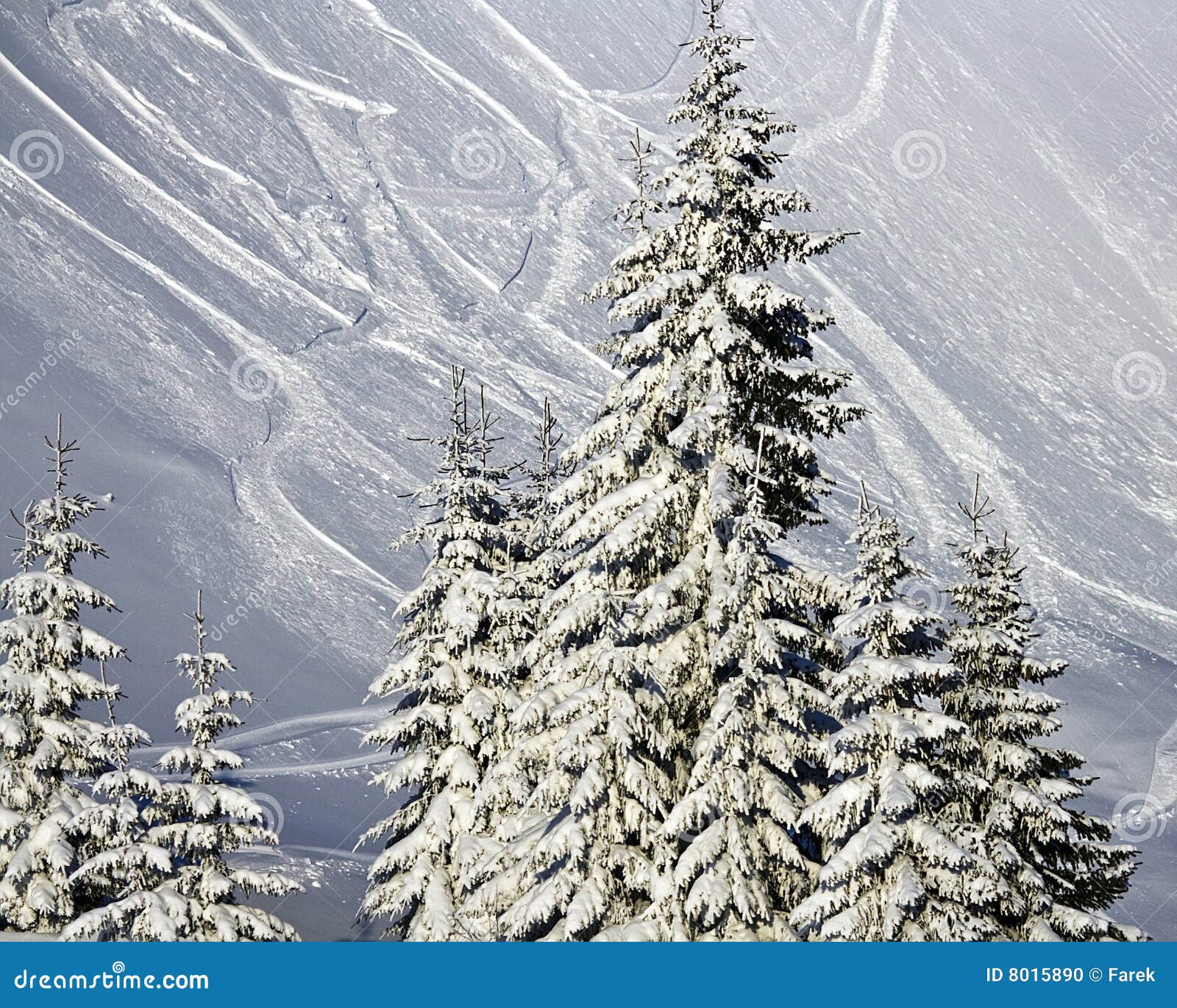 SNOW FIR TREES stock photo. Image of forest, frost, nature - 8015890