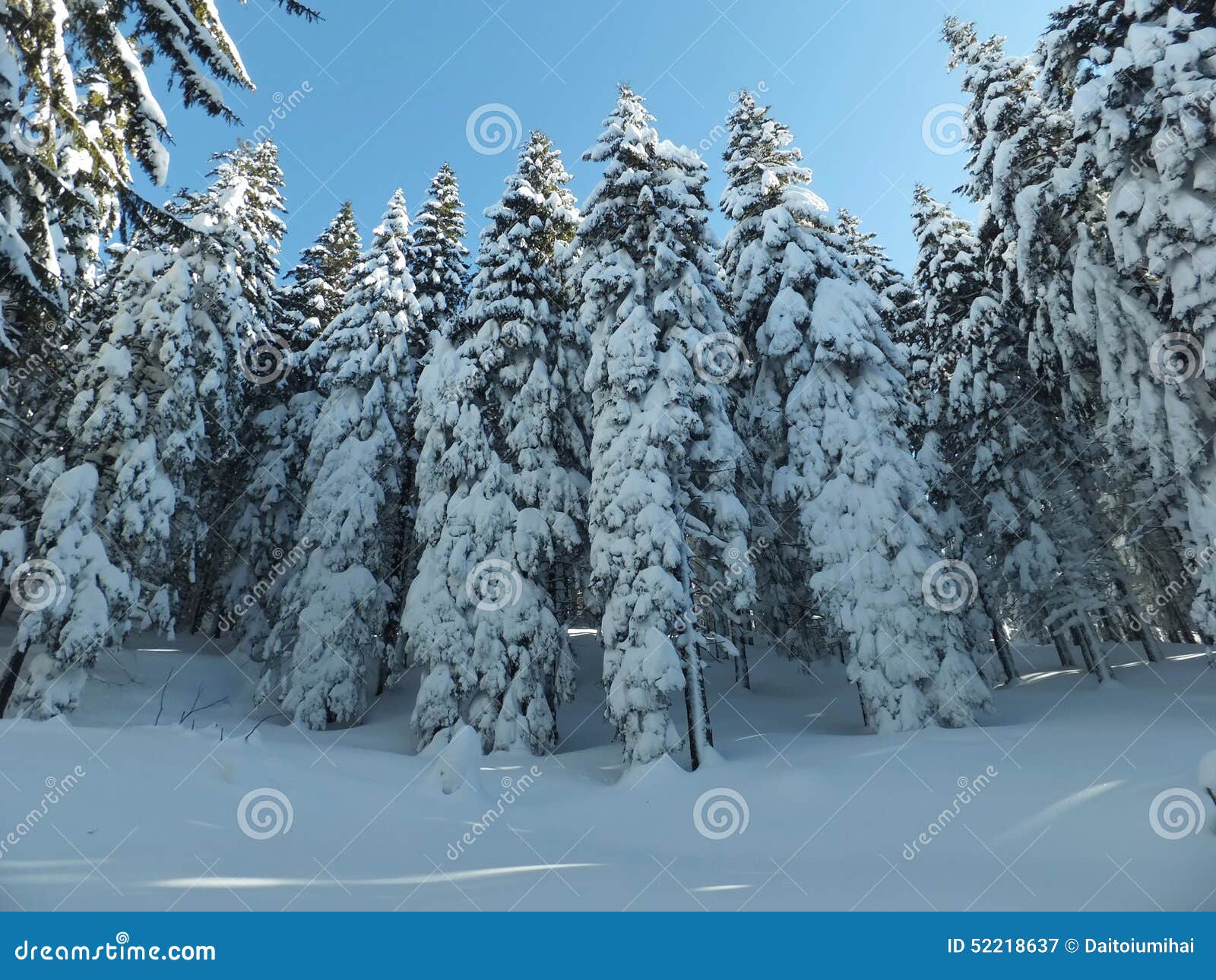 Snow fir trees stock image. Image of peak, making, nature - 52218637