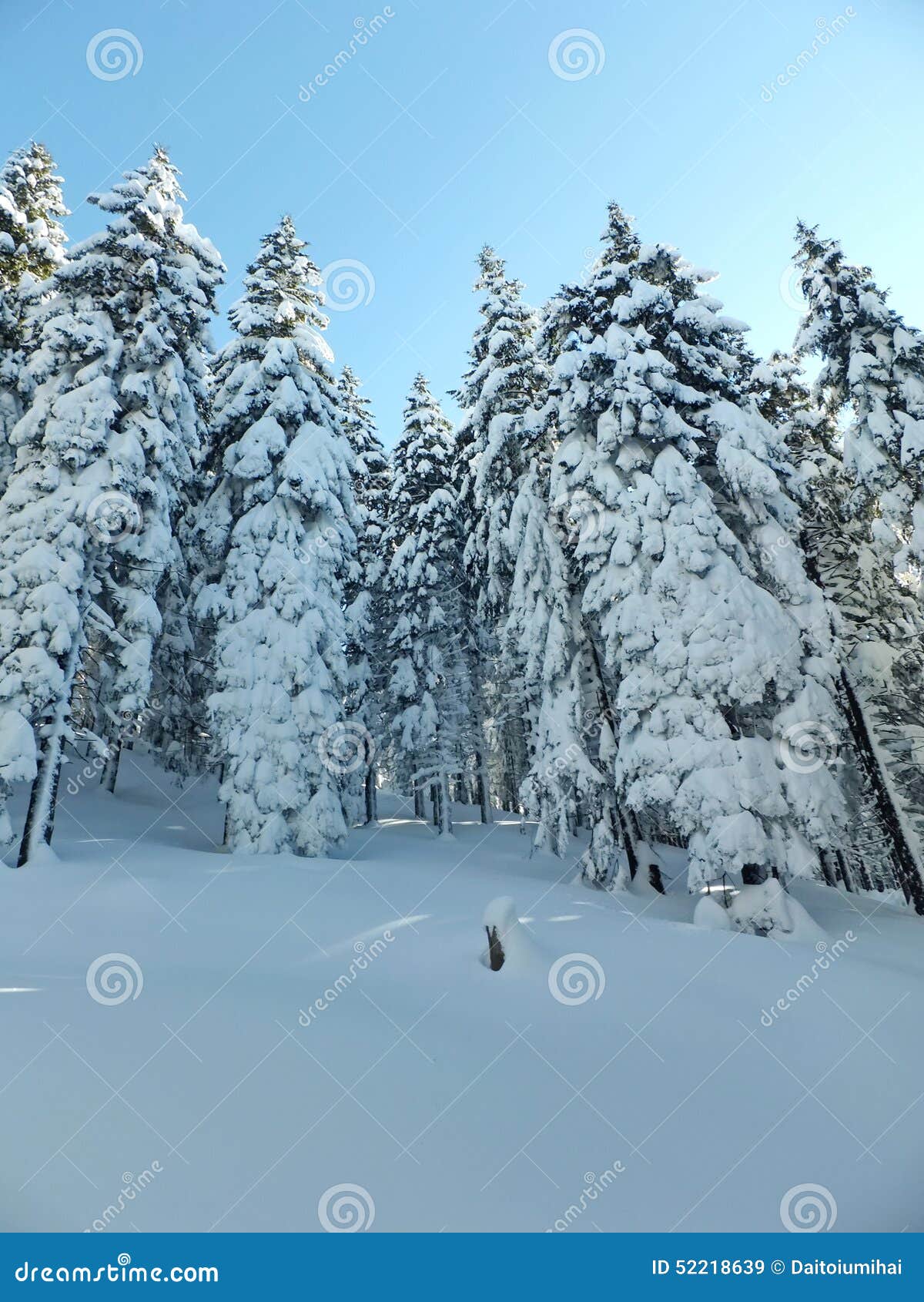 Snow fir trees stock image. Image of peak, tourist, carpathian - 52218639