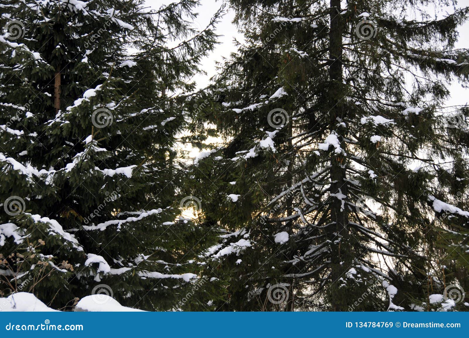 Snow on the Fir Trees in the Sun Stock Image - Image of tree, blue ...