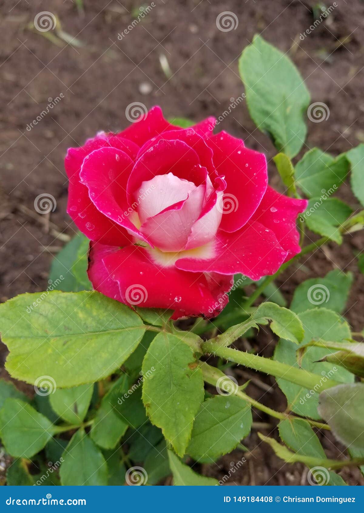 Snow fire rose stock photo. Image of white, rose, snow - 149184408