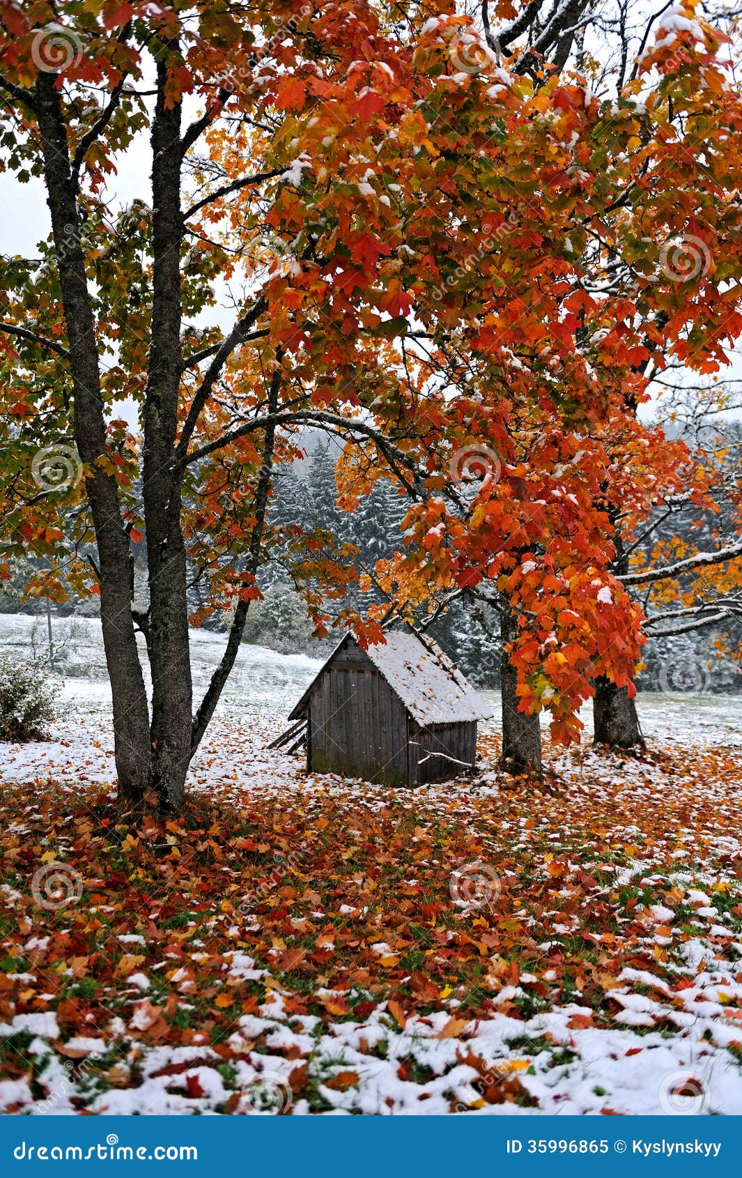 Snow stock image. Image of leaves, water, frozen, tree - 35996865
