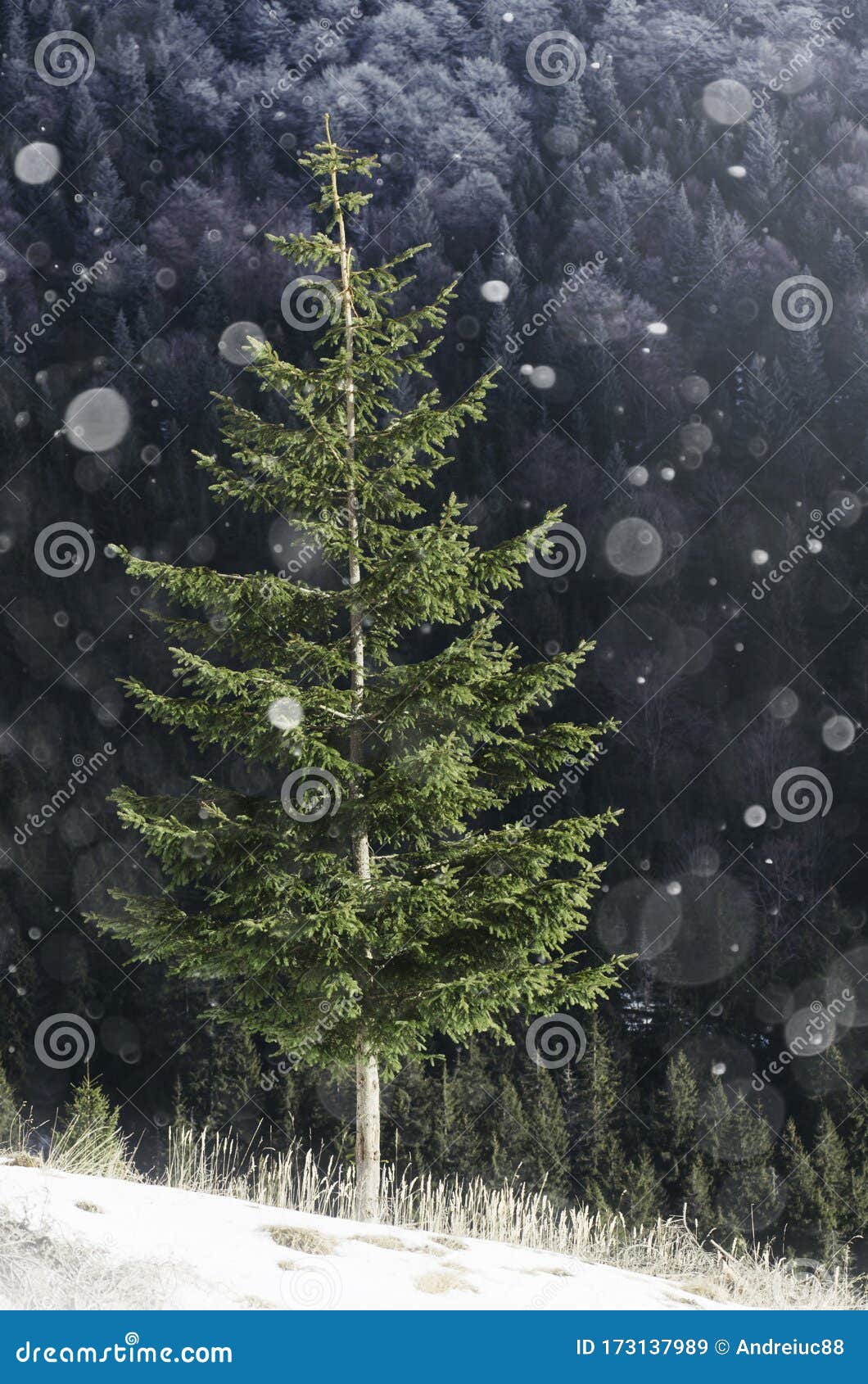 Snow Flakes Falling Over Landscape with Pine Tree Stock Image - Image ...