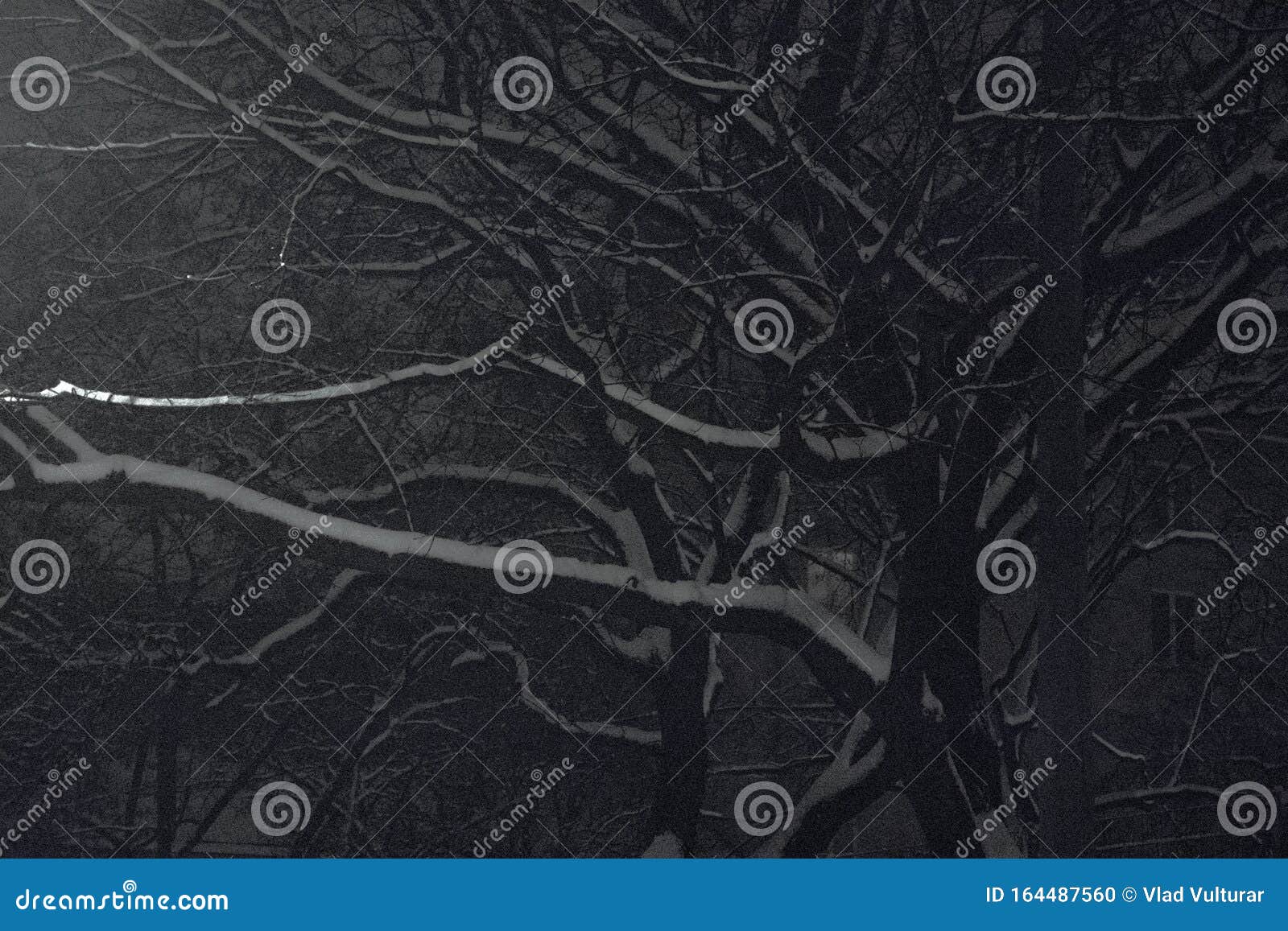Snow Flakes Falling on the Tree Branches in the Winter Stock Photo ...