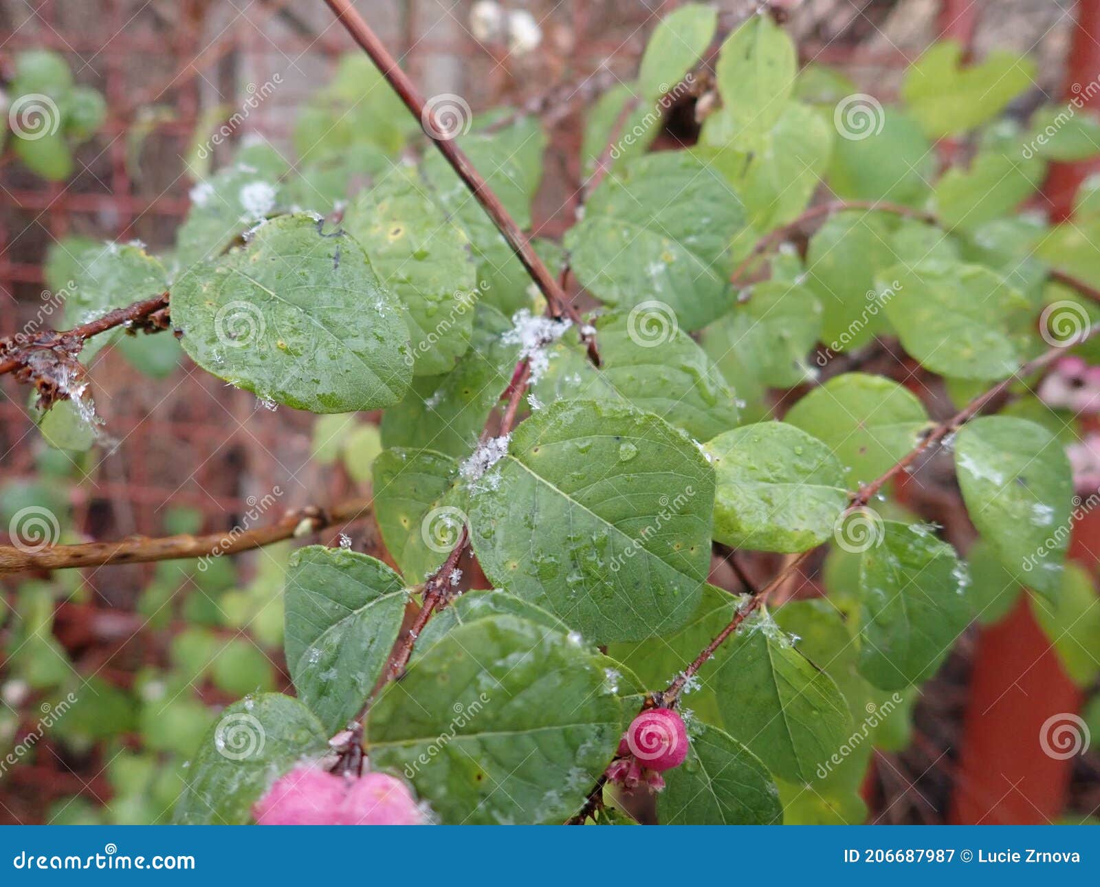 Snow Flakes on a Tree Branch Stock Image - Image of detail, cold: 206687987