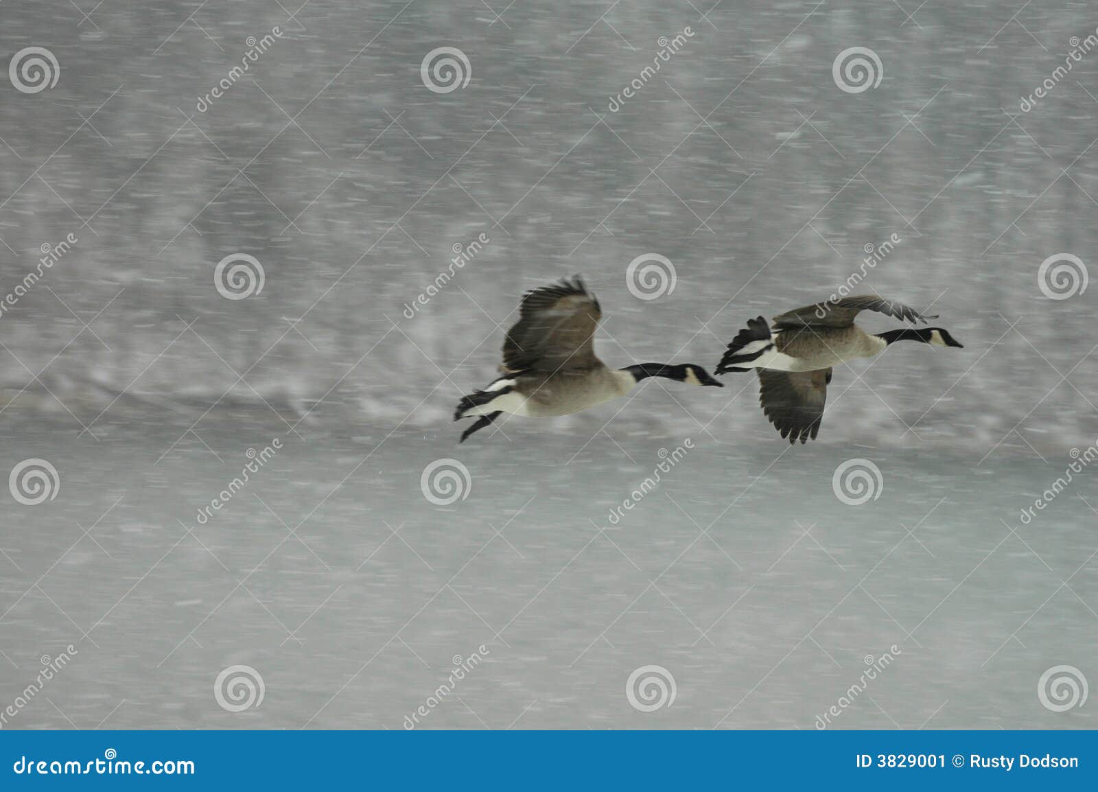 Snow flight stock image. Image of birds, couple, action - 3829001