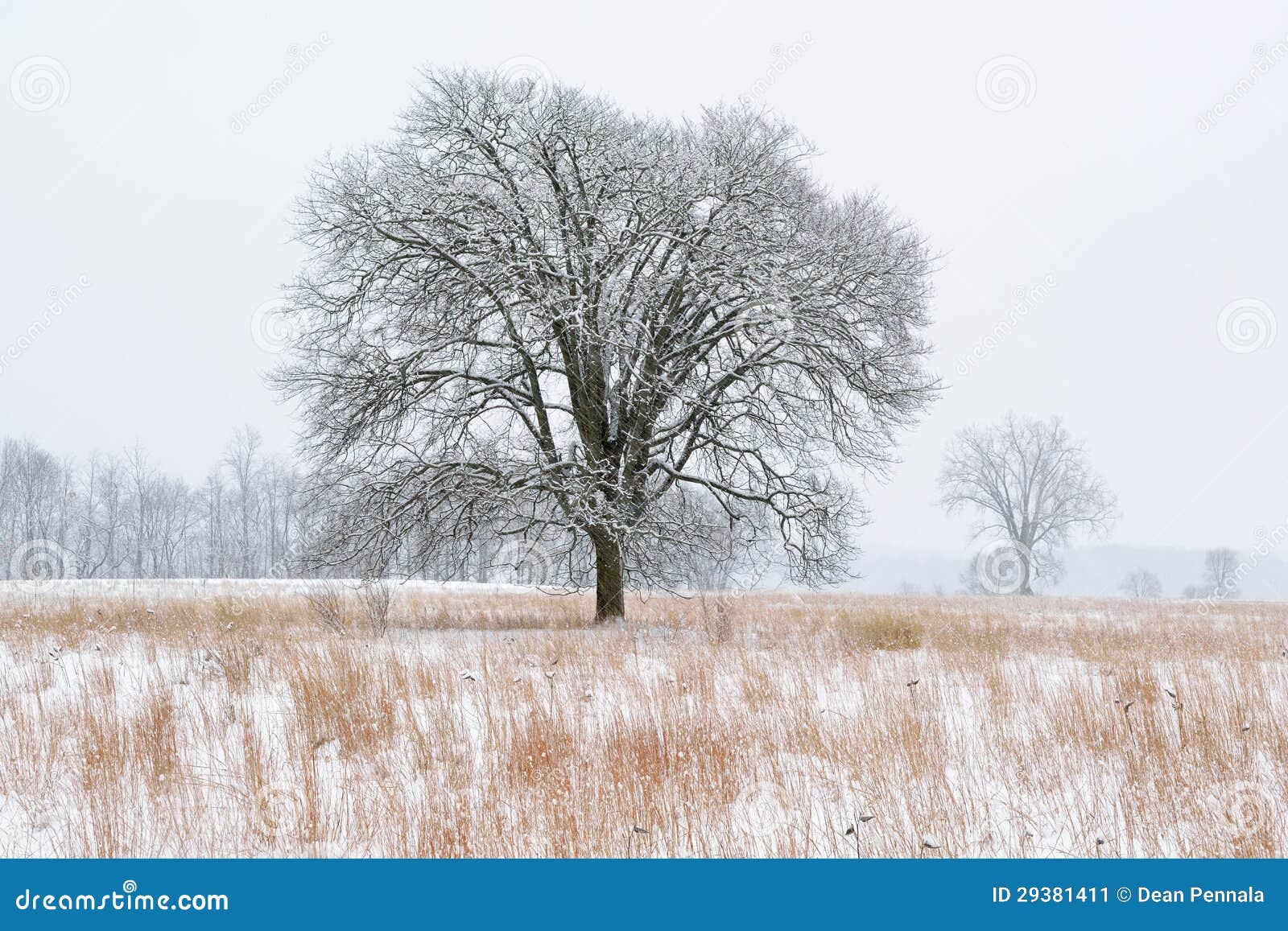 Snow Flocked Meadow stock image. Image of outdoors, nature - 29381411