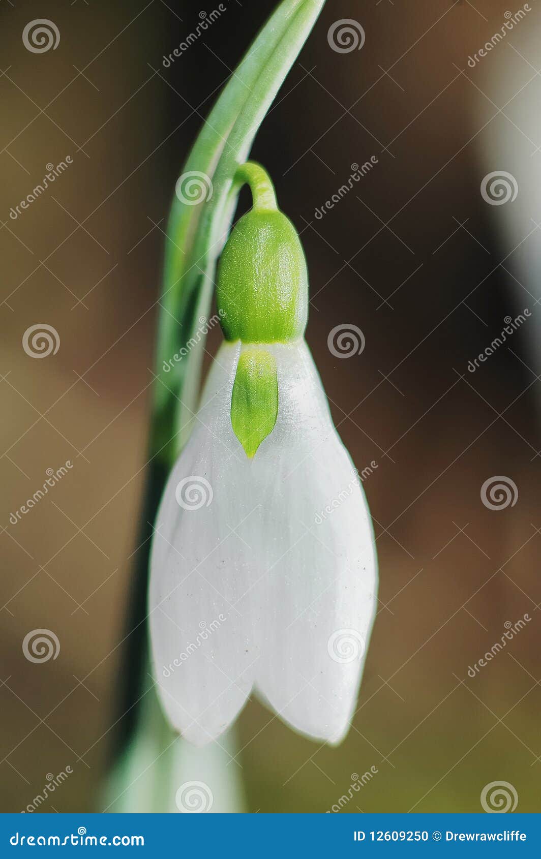 Snow flower stock photo. Image of white, spring, single - 12609250